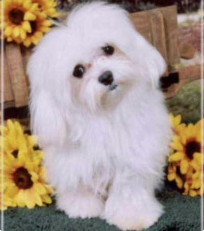 Mac & Sugar Bear | Scrolller