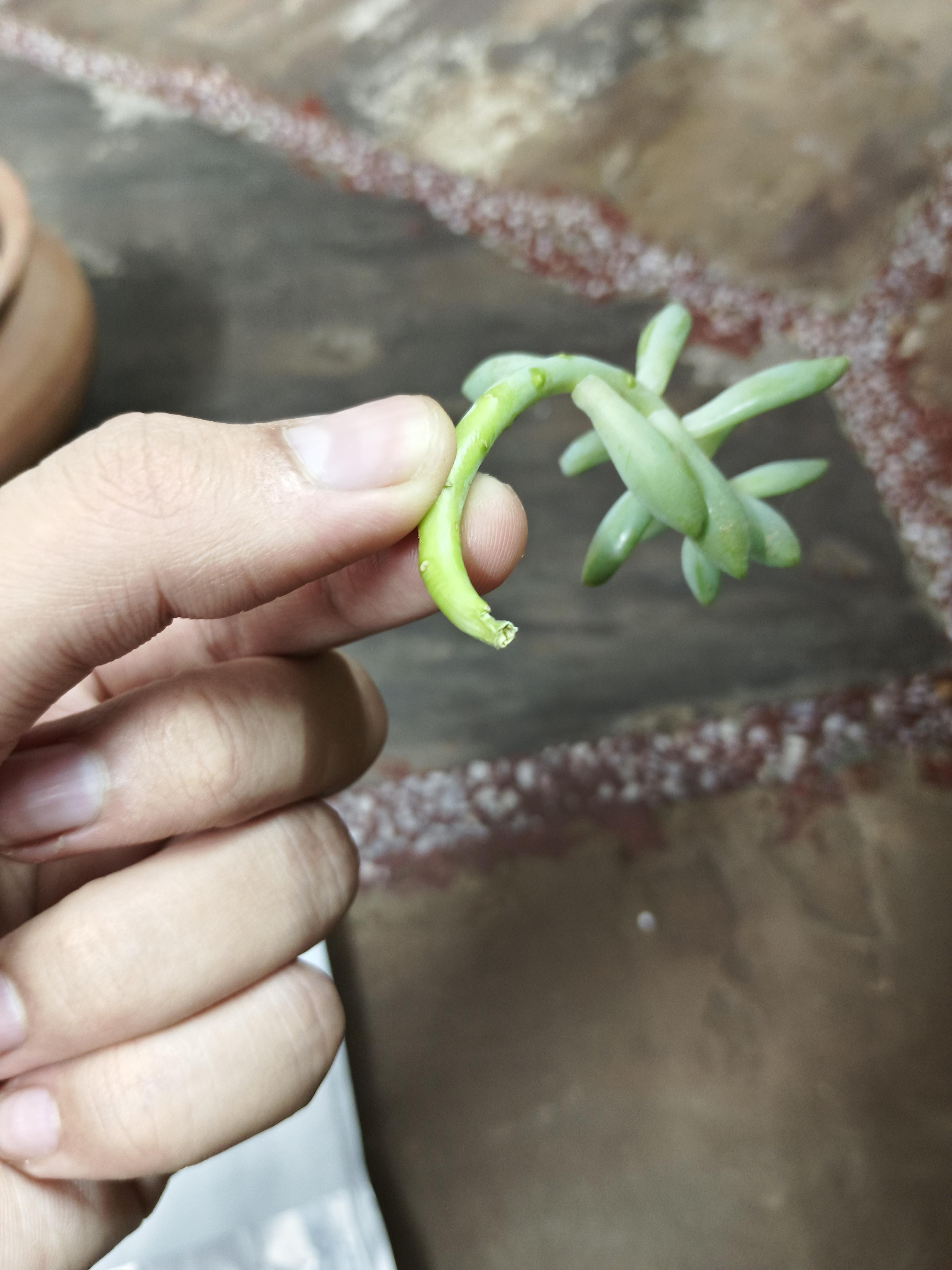 Stem propagation help needed - Echeveria | Scrolller
