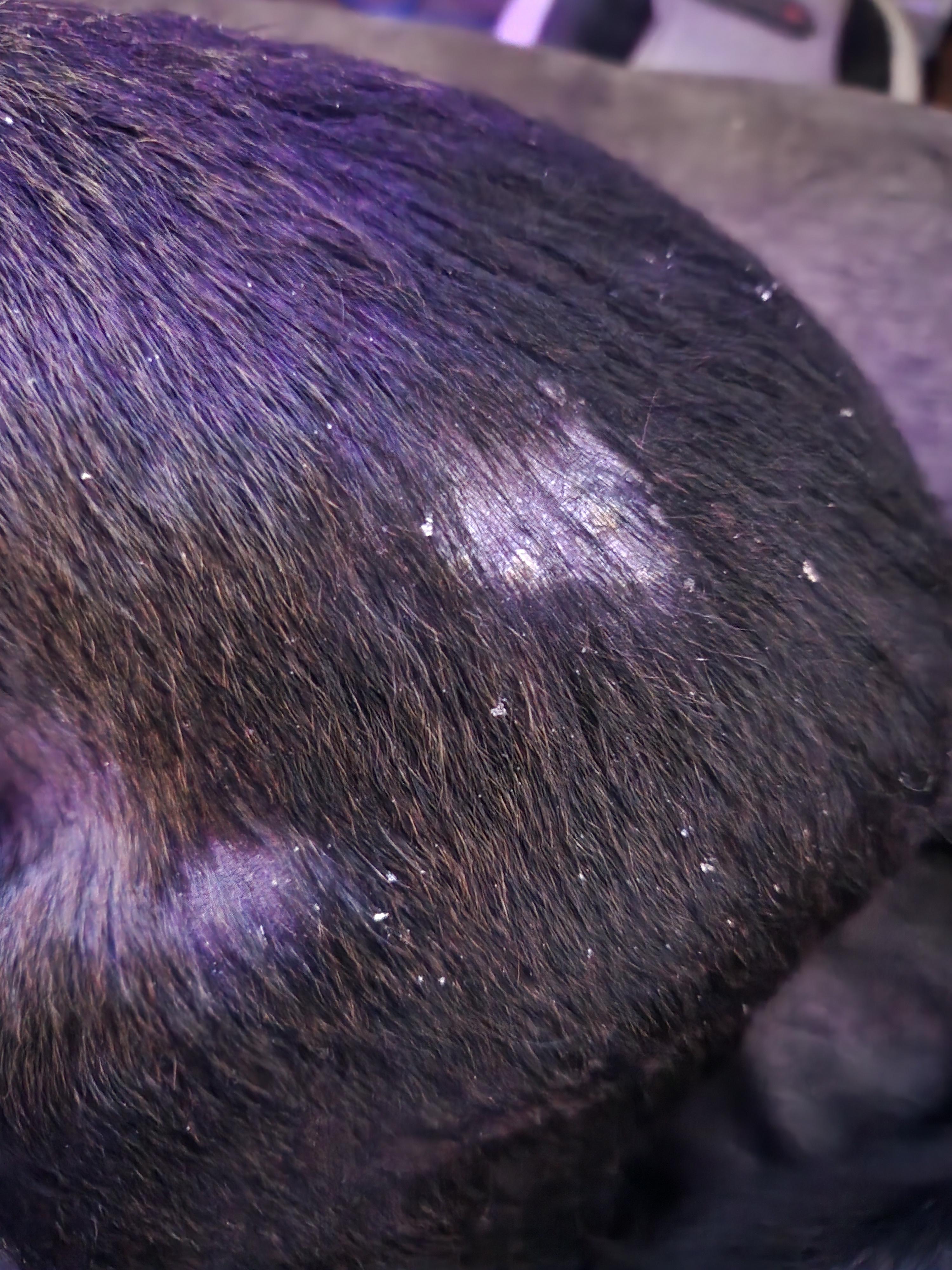 Dry, flaky skin that now look like bald spots? | Scrolller