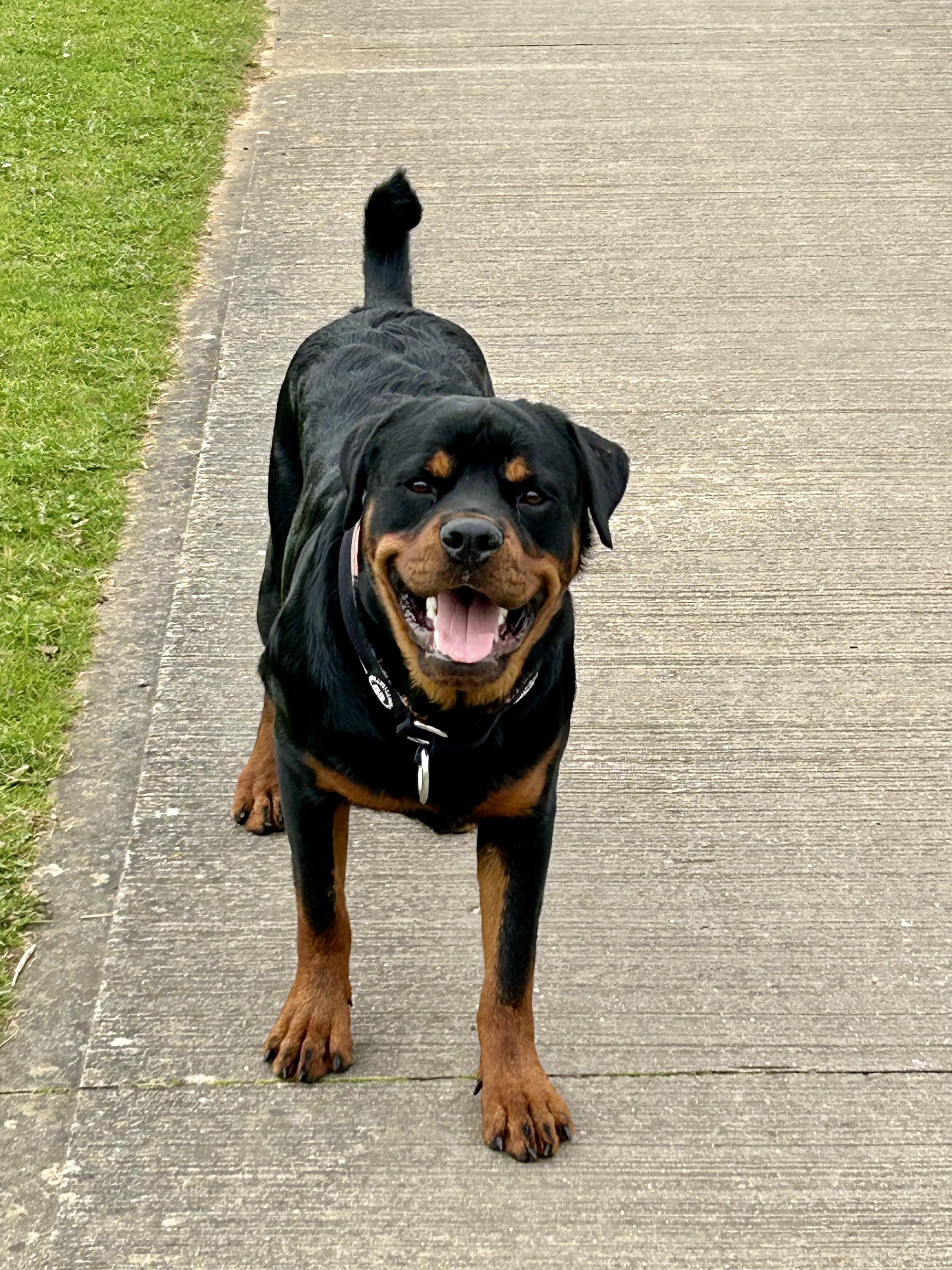 My Boy, just because | Scrolller