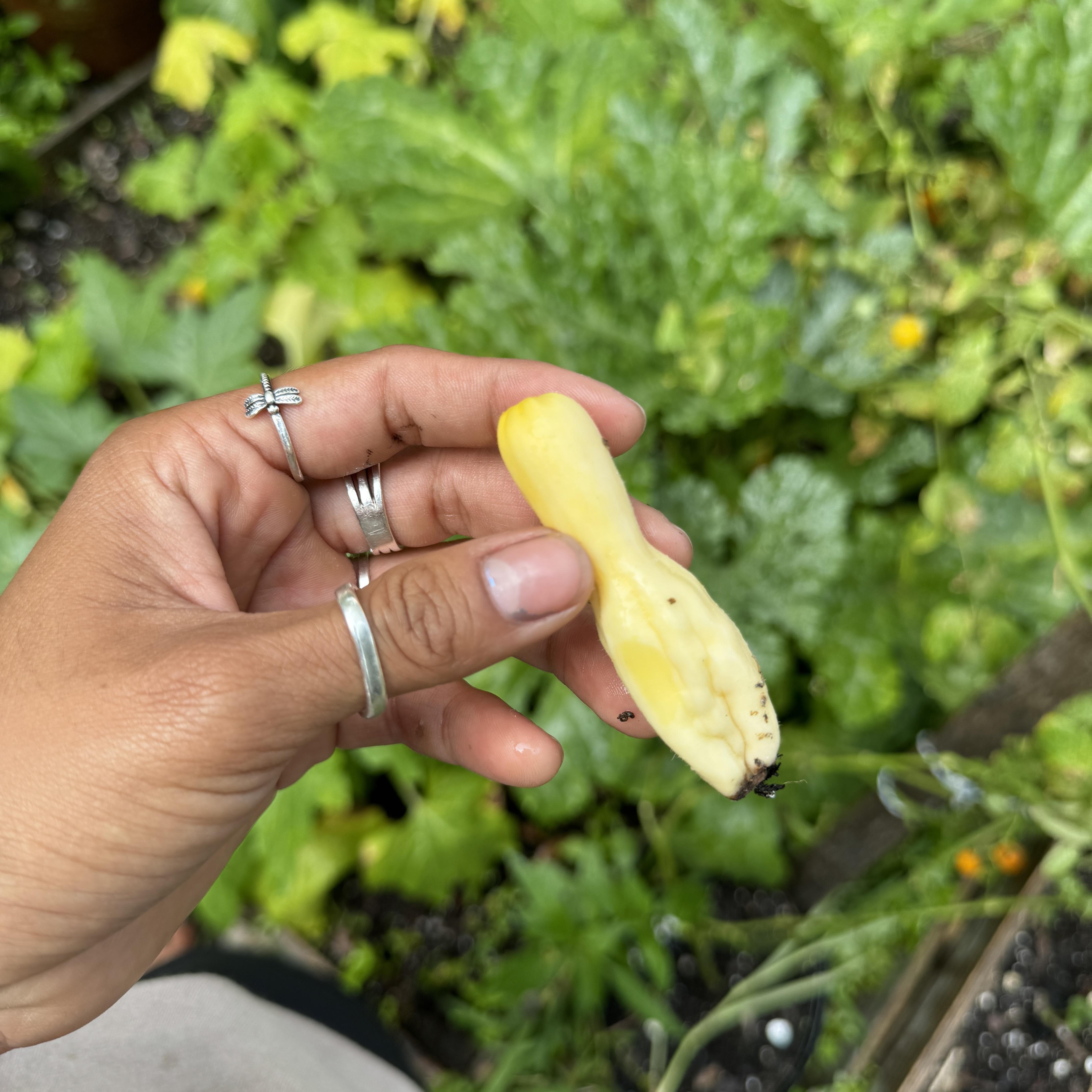 Rotting summer squash? | Scrolller