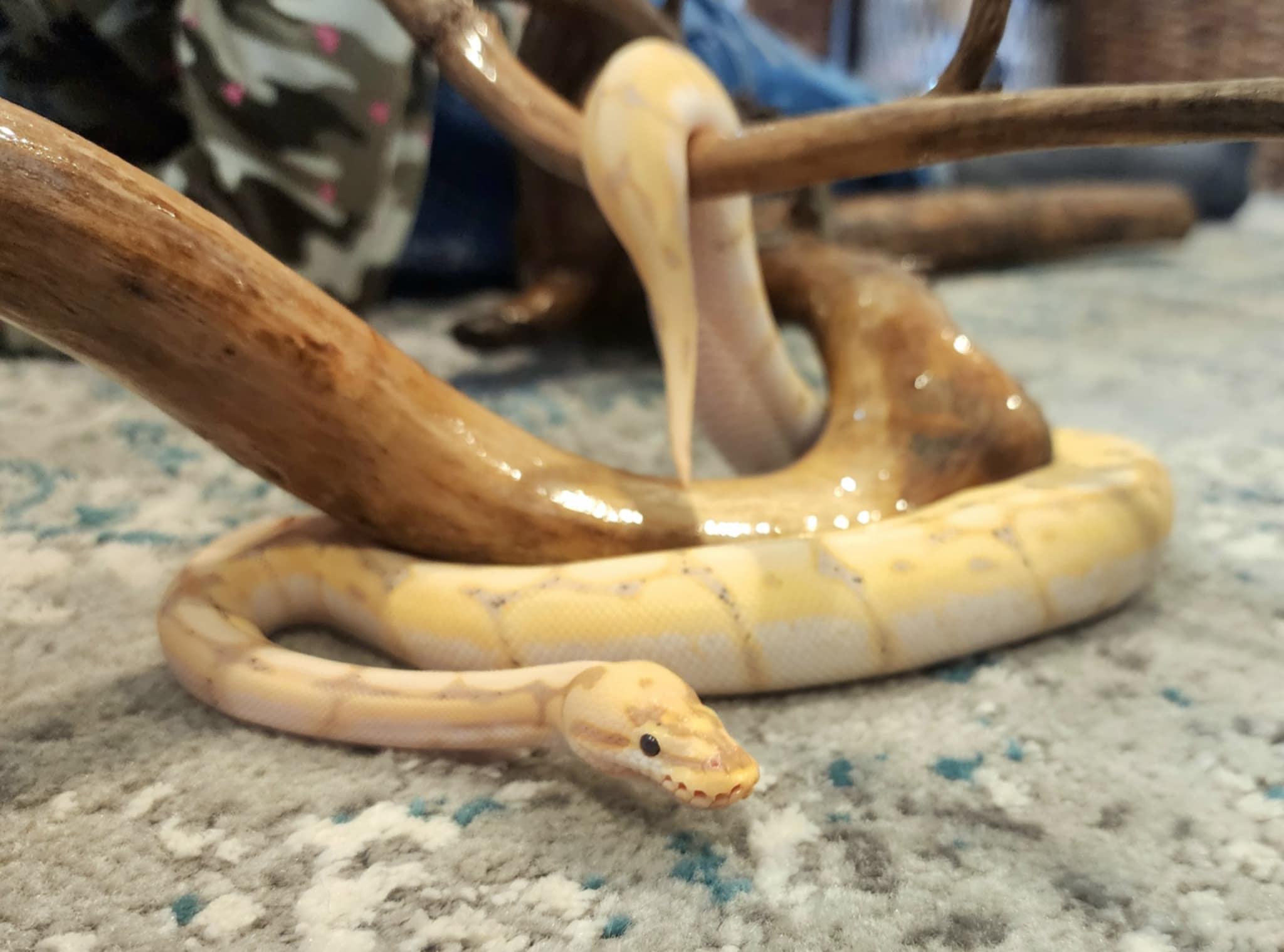 Photoshoot w/ Dan! | Scrolller