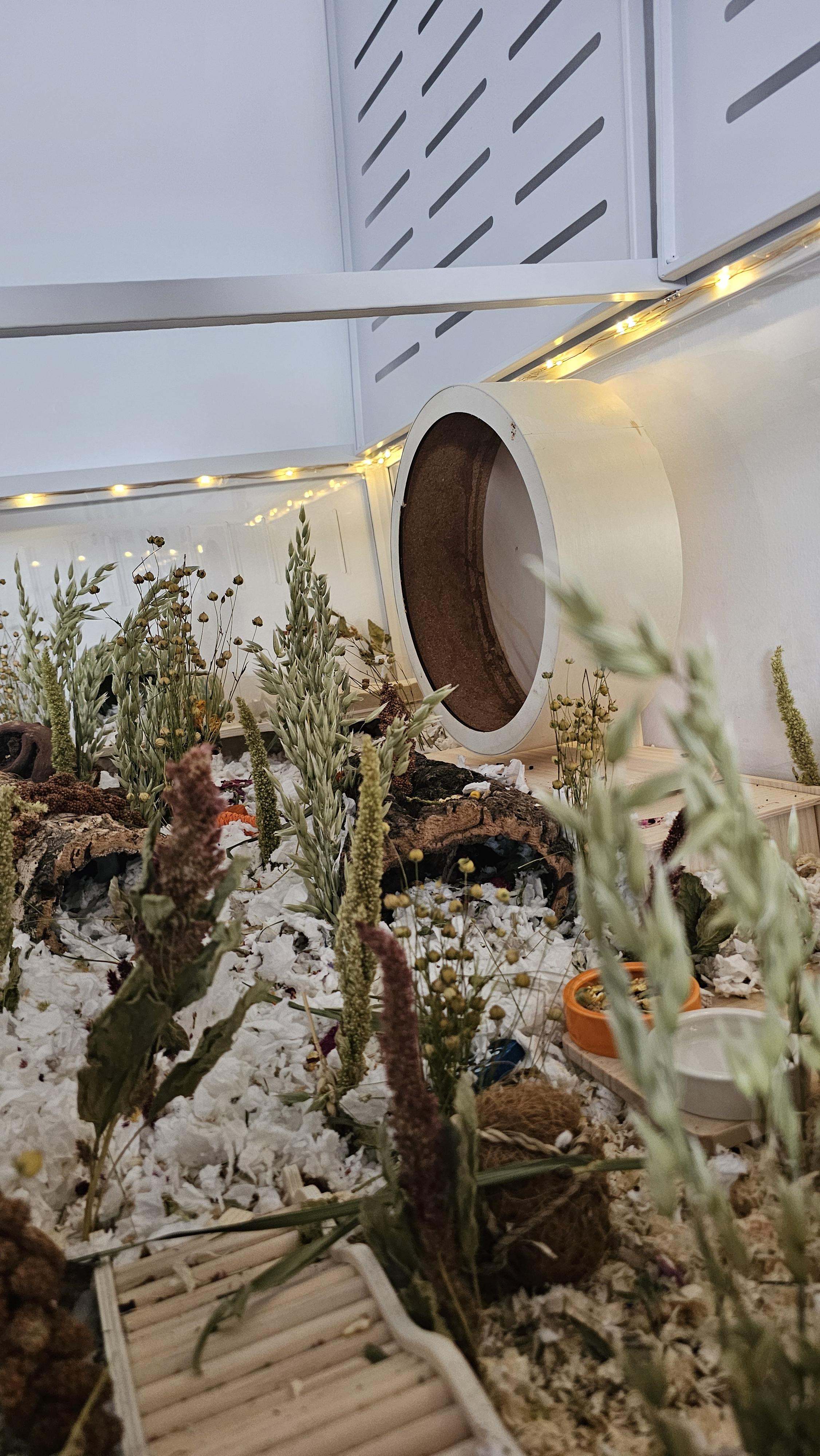 Bella's World Enclosure Update | Scrolller