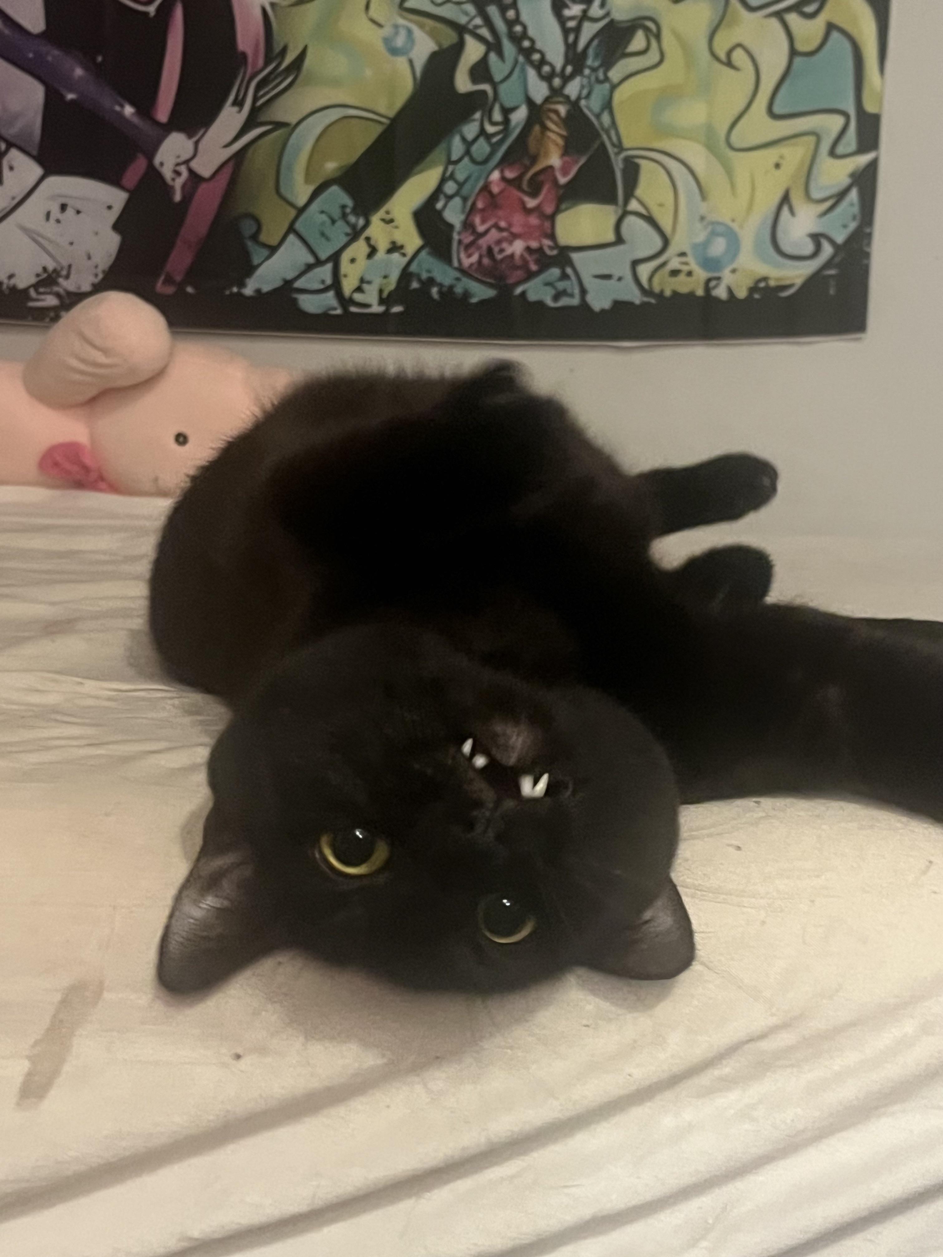 Ferocious beast | Scrolller