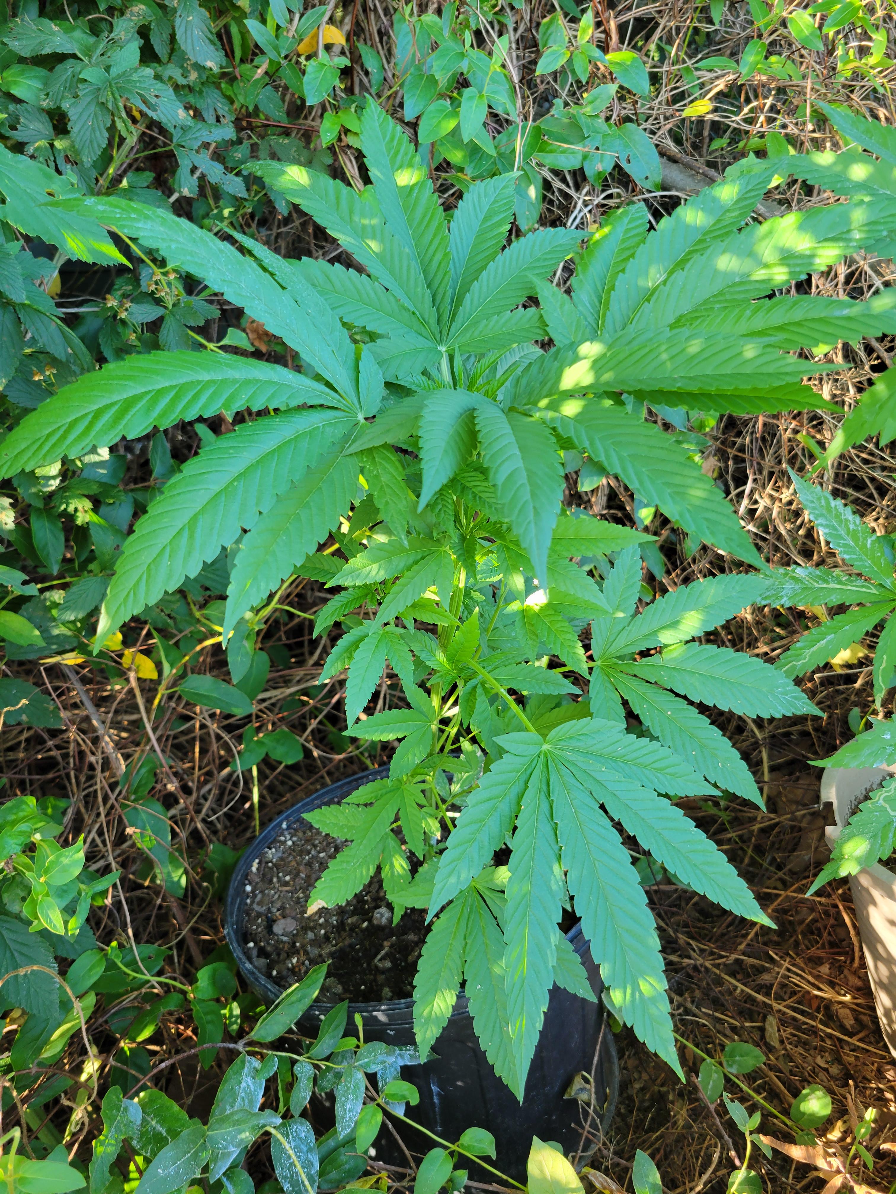 My two favorite from the second wave. | Scrolller