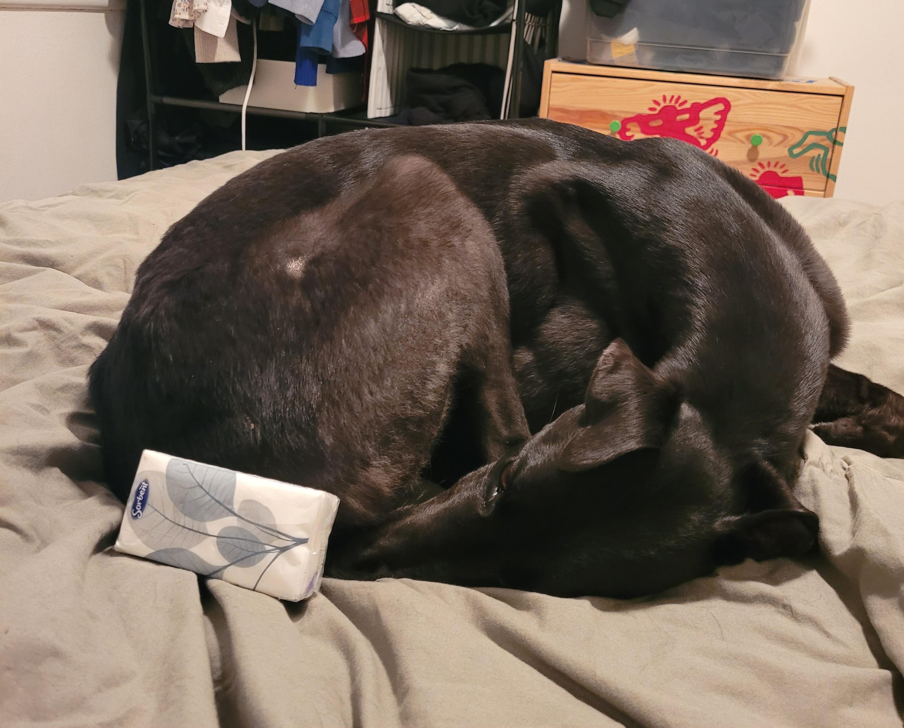 Is anyone elses Greyhound simultaneously small AND large? Tissues for size | Scrolller