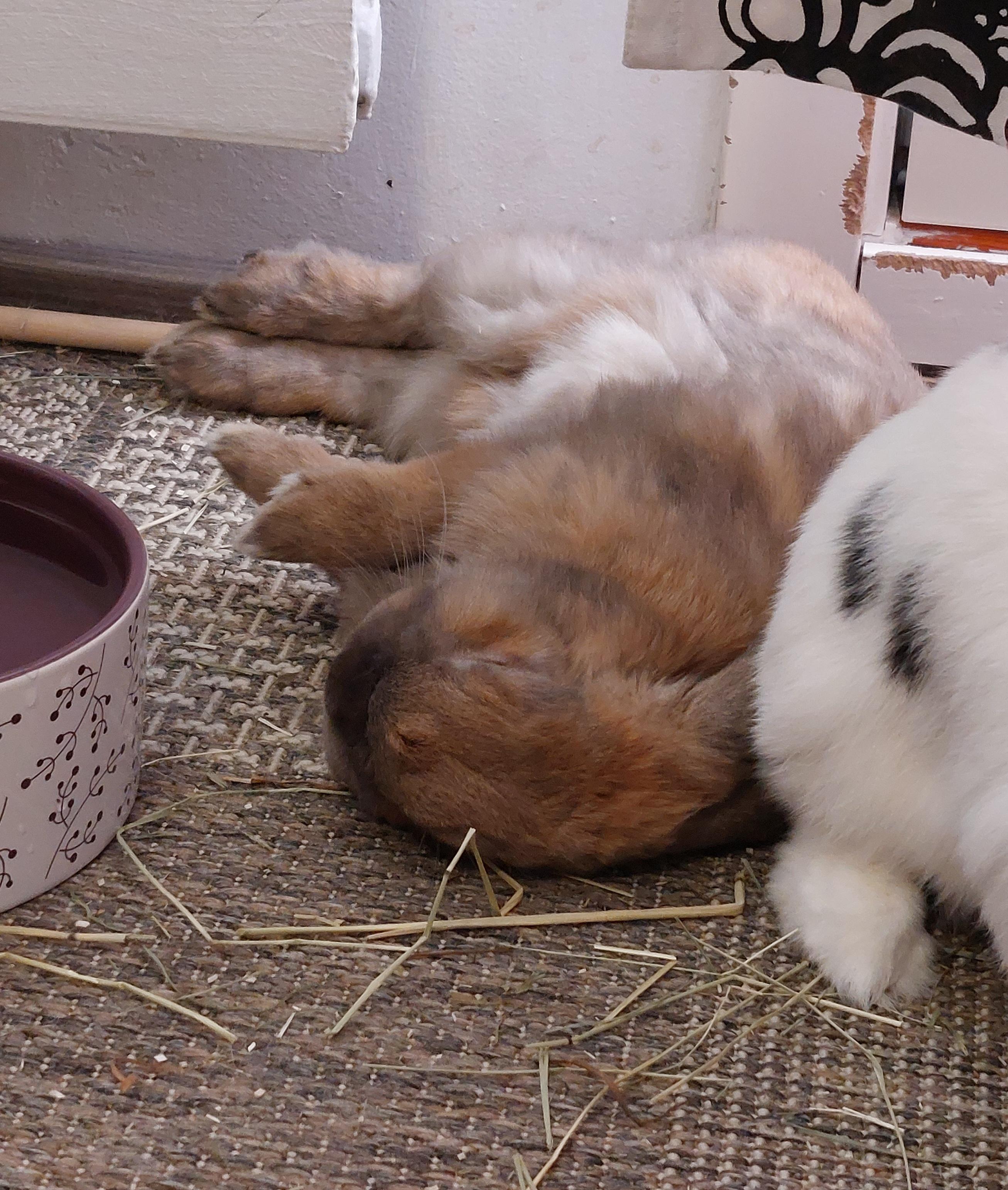 Half floating flop | Scrolller