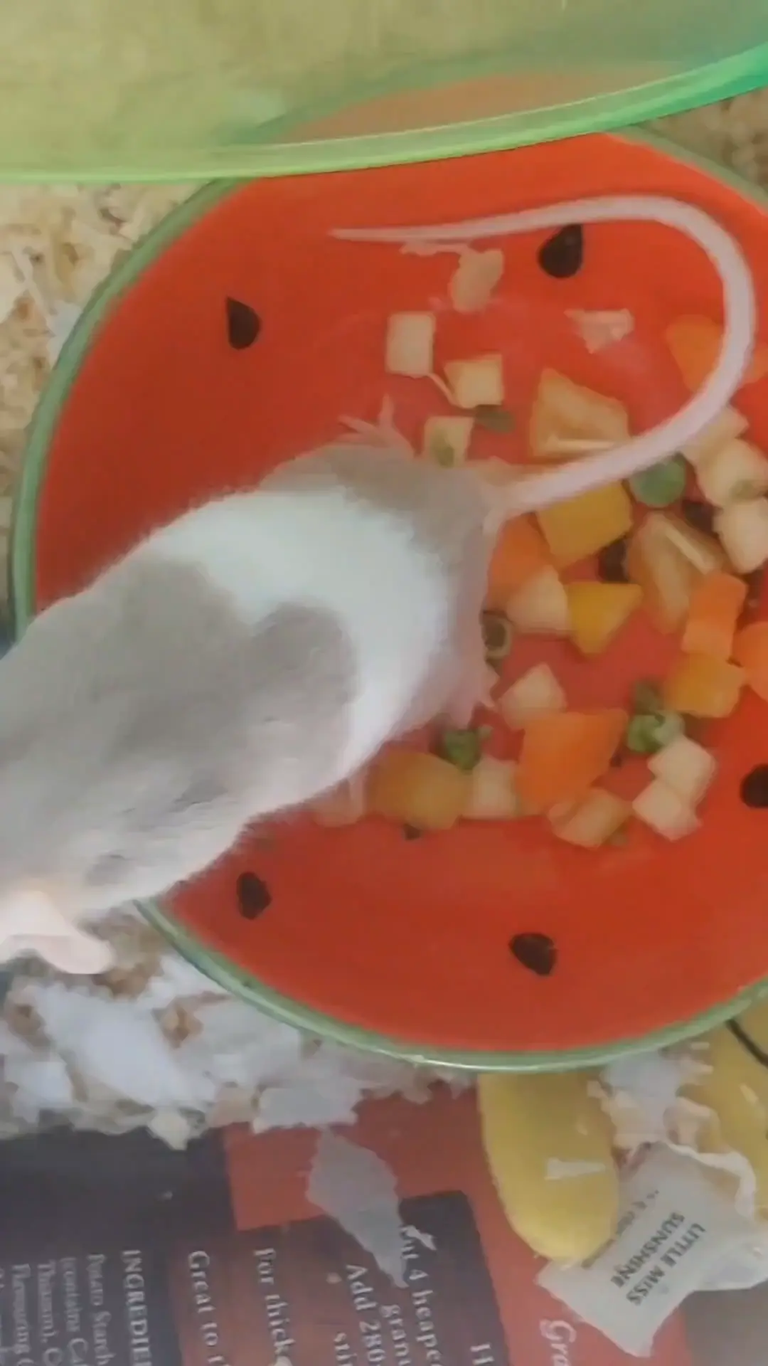 Hamdog enjoying her breakfast | Scrolller