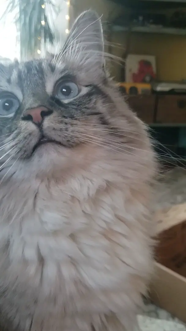 Handsome Hank | Scrolller