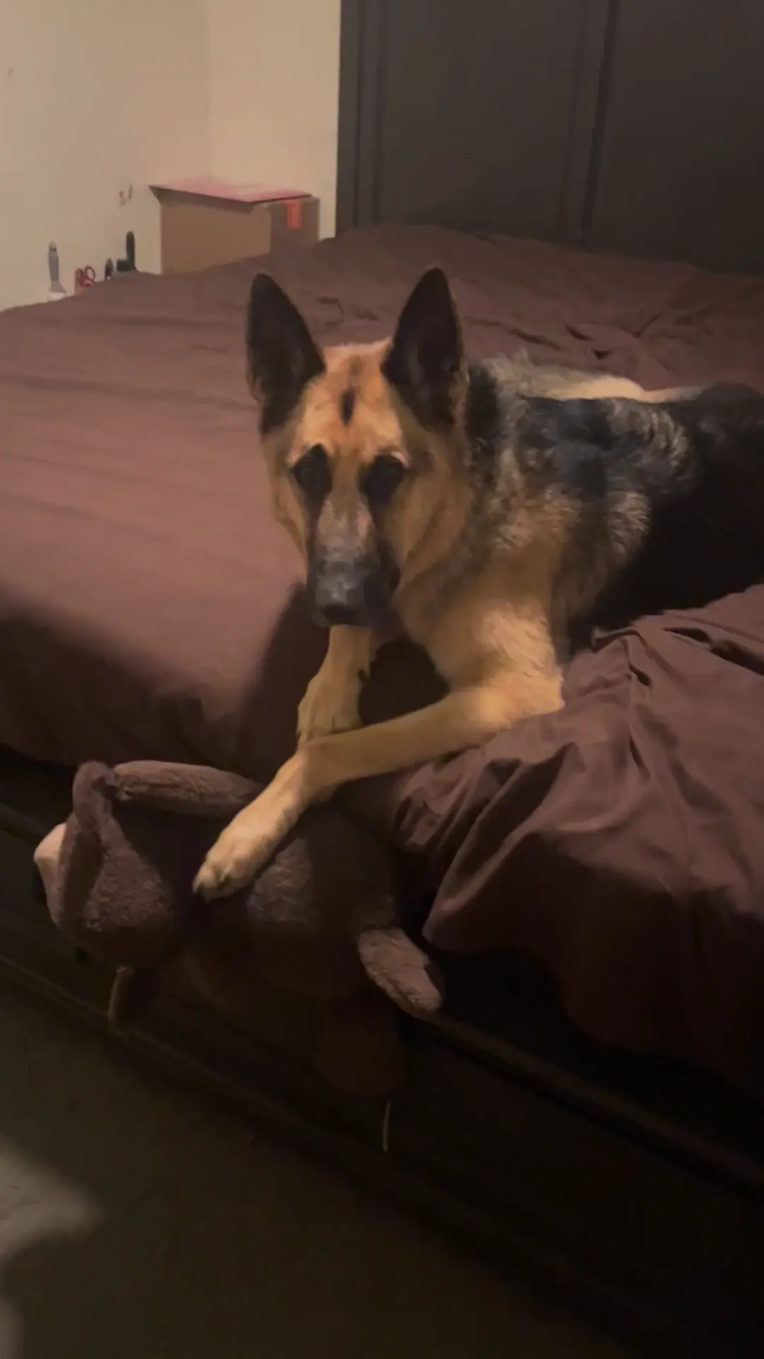 Hang on teddy | Scrolller