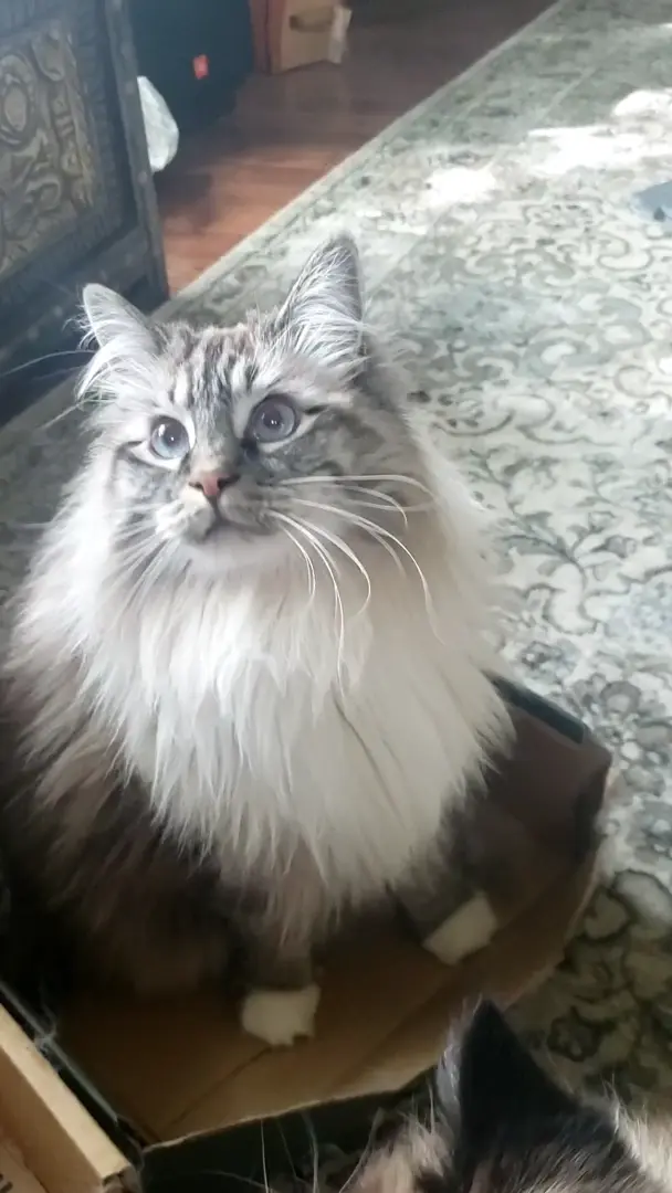 Hanging out with Hank | Scrolller