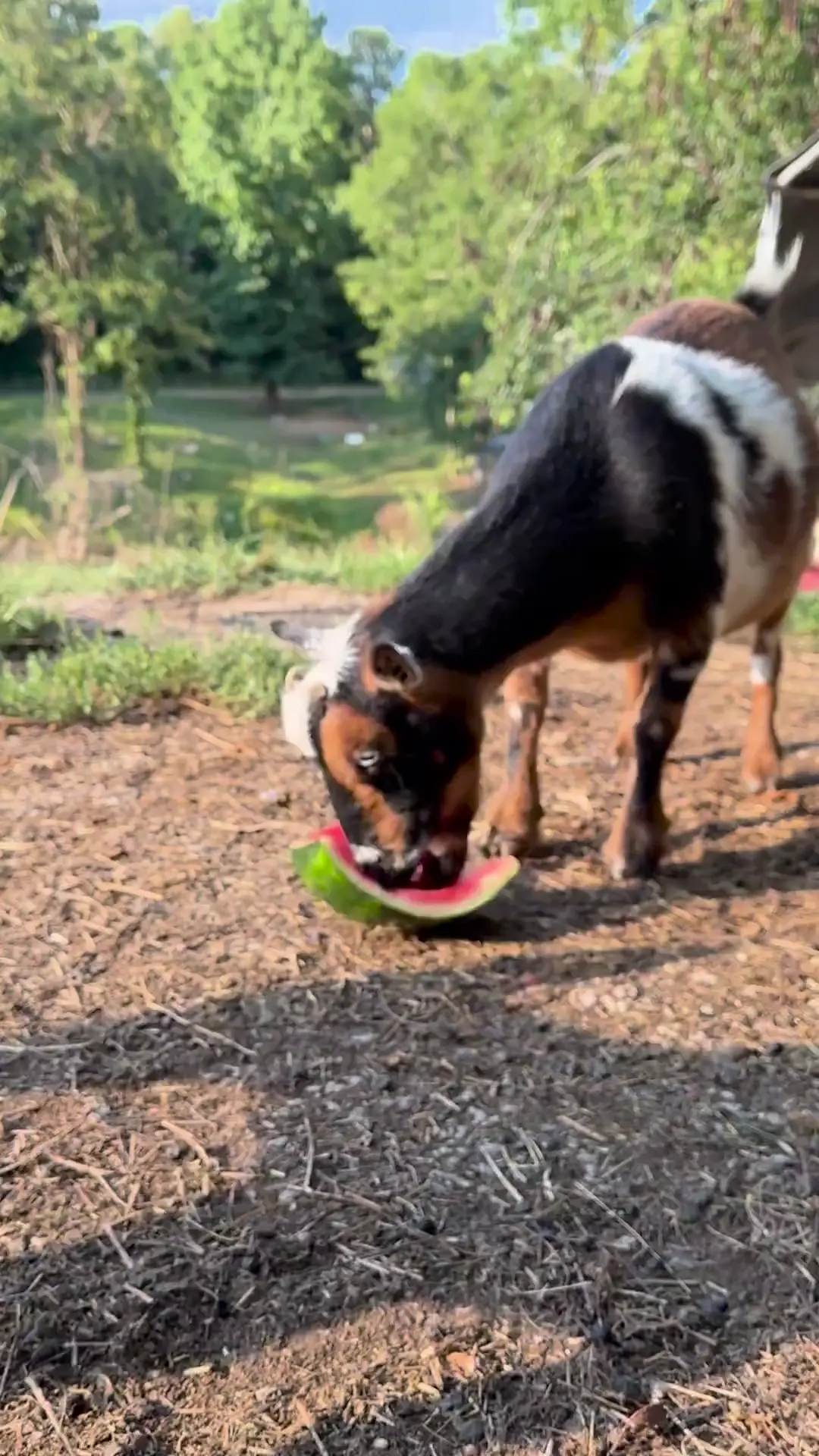 Happy 4th everyone! | Scrolller