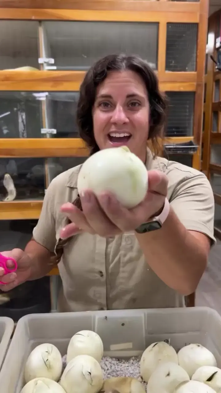 Happy birth to baby snake | Scrolller