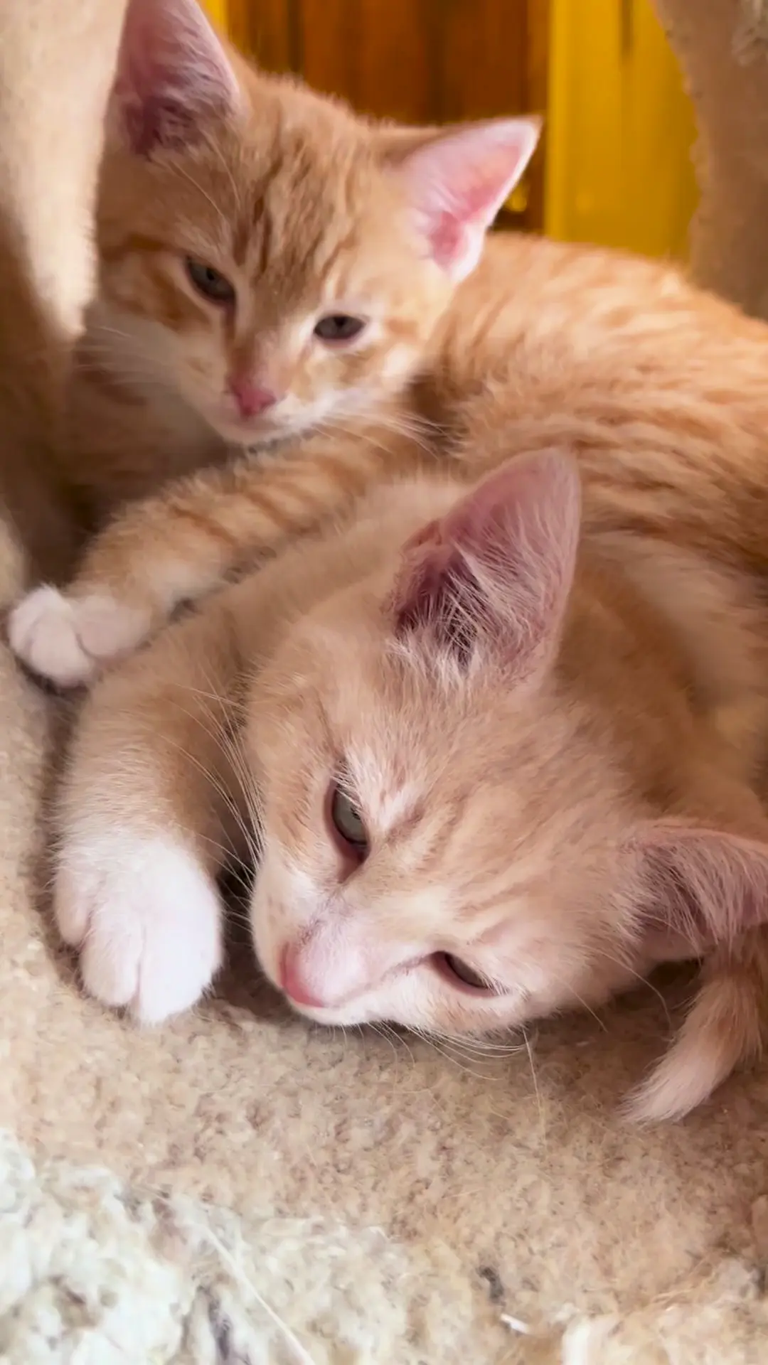 Happy Brothers Scrolller