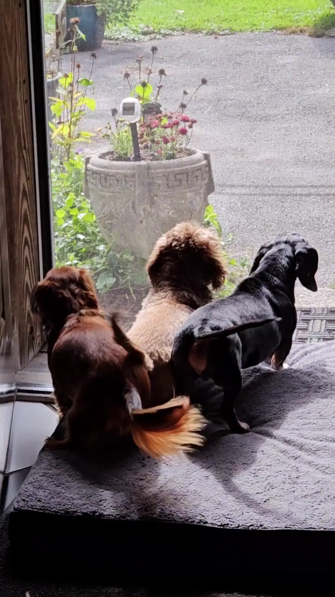 Discover more like HappyWoofGifs: Happy Daddys Home and Related Content | Scrolller