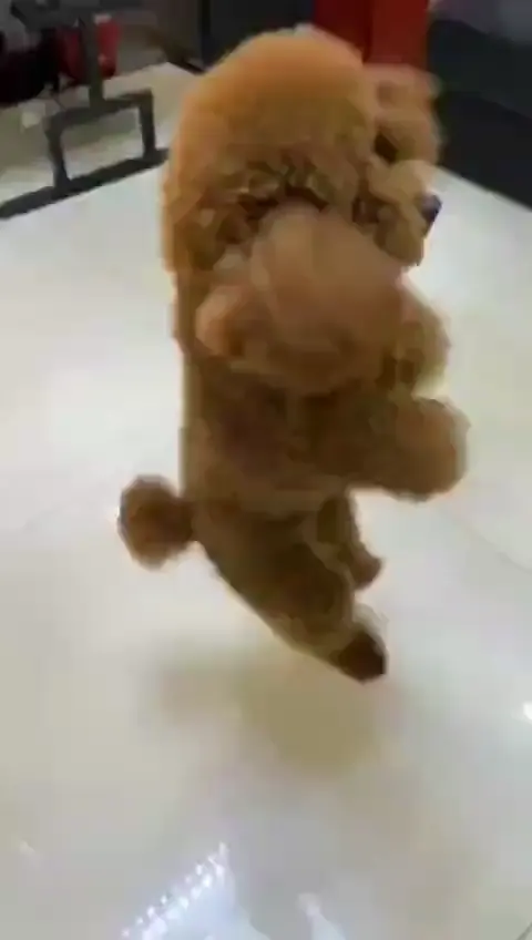 Happy Dance | Scrolller