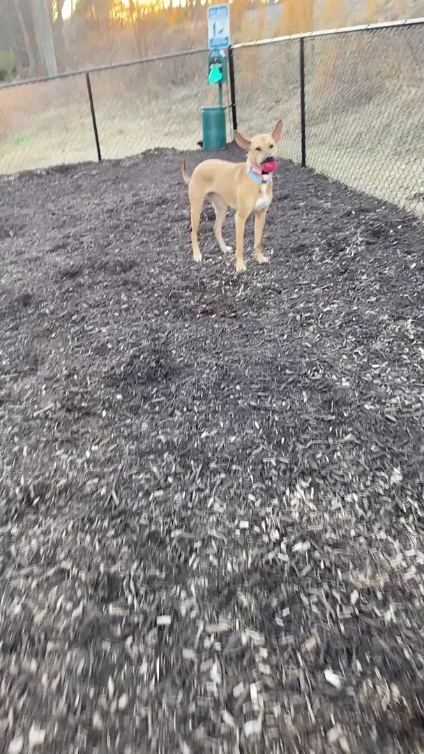 Happy girl in her element - squeaky tennis ball and lots of fetch! | Scrolller