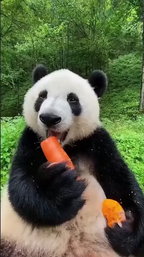 Happy Panda | Scrolller