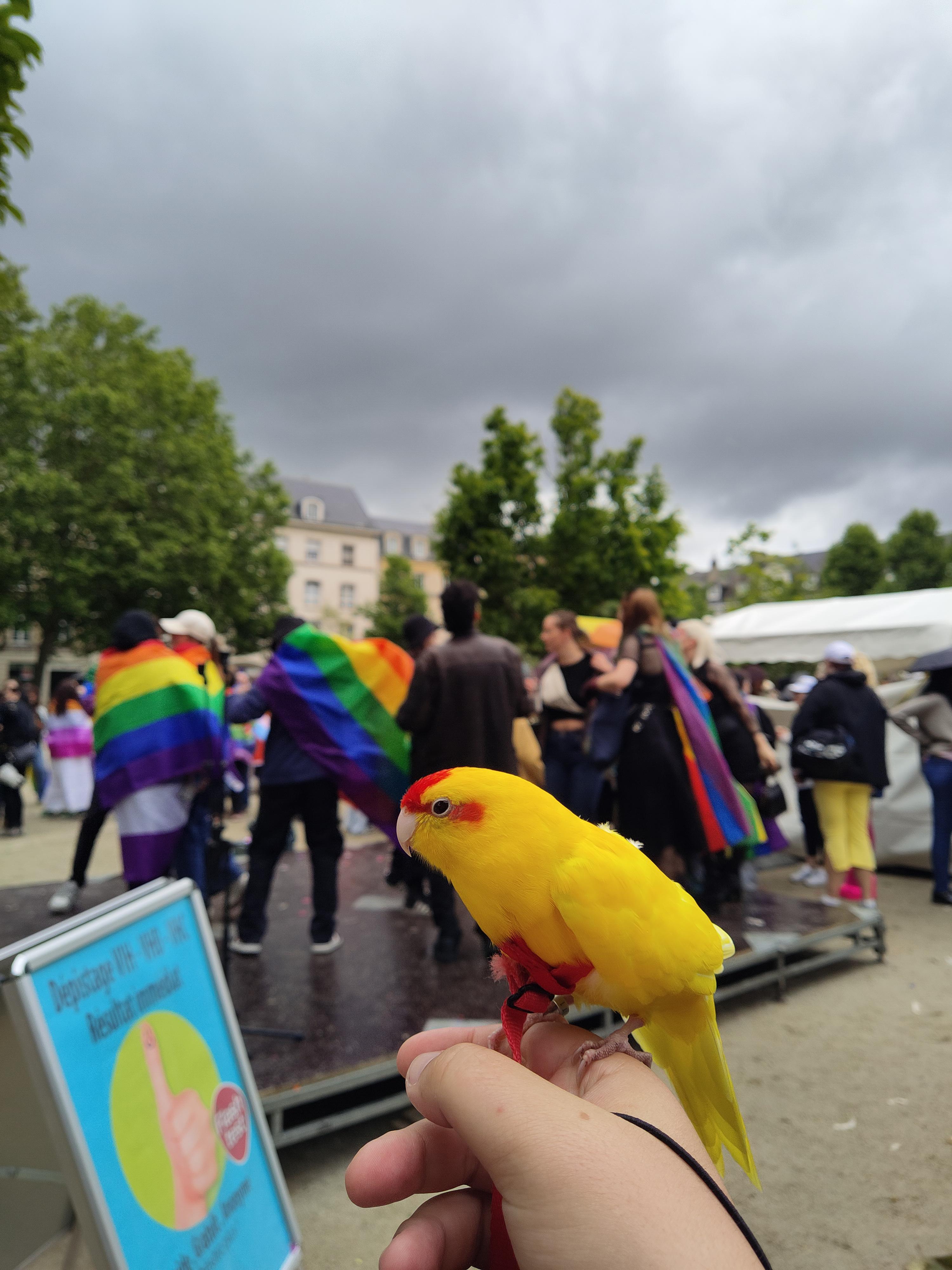 Happy pride ! | Scrolller