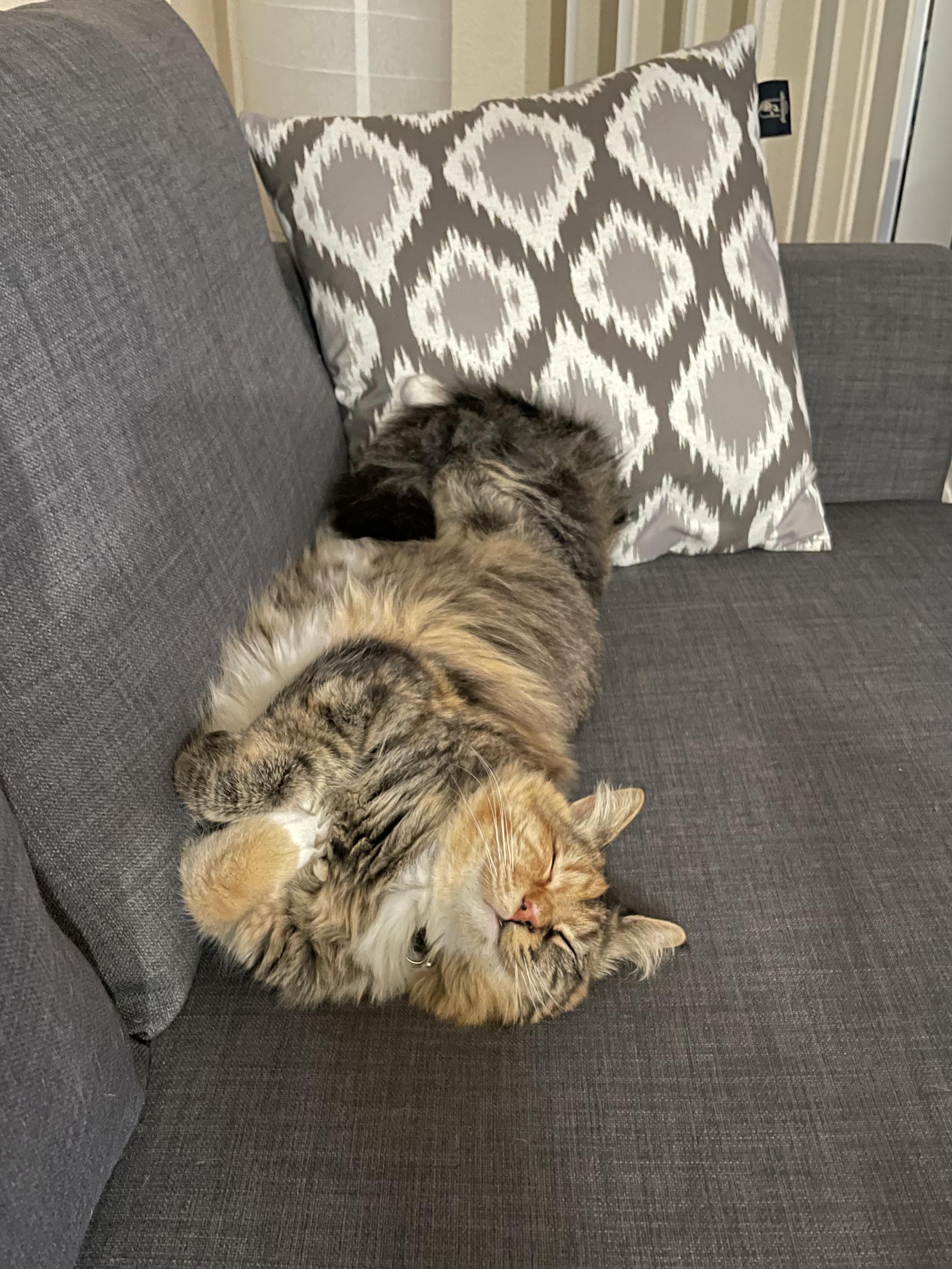 Happy sleeper | Scrolller