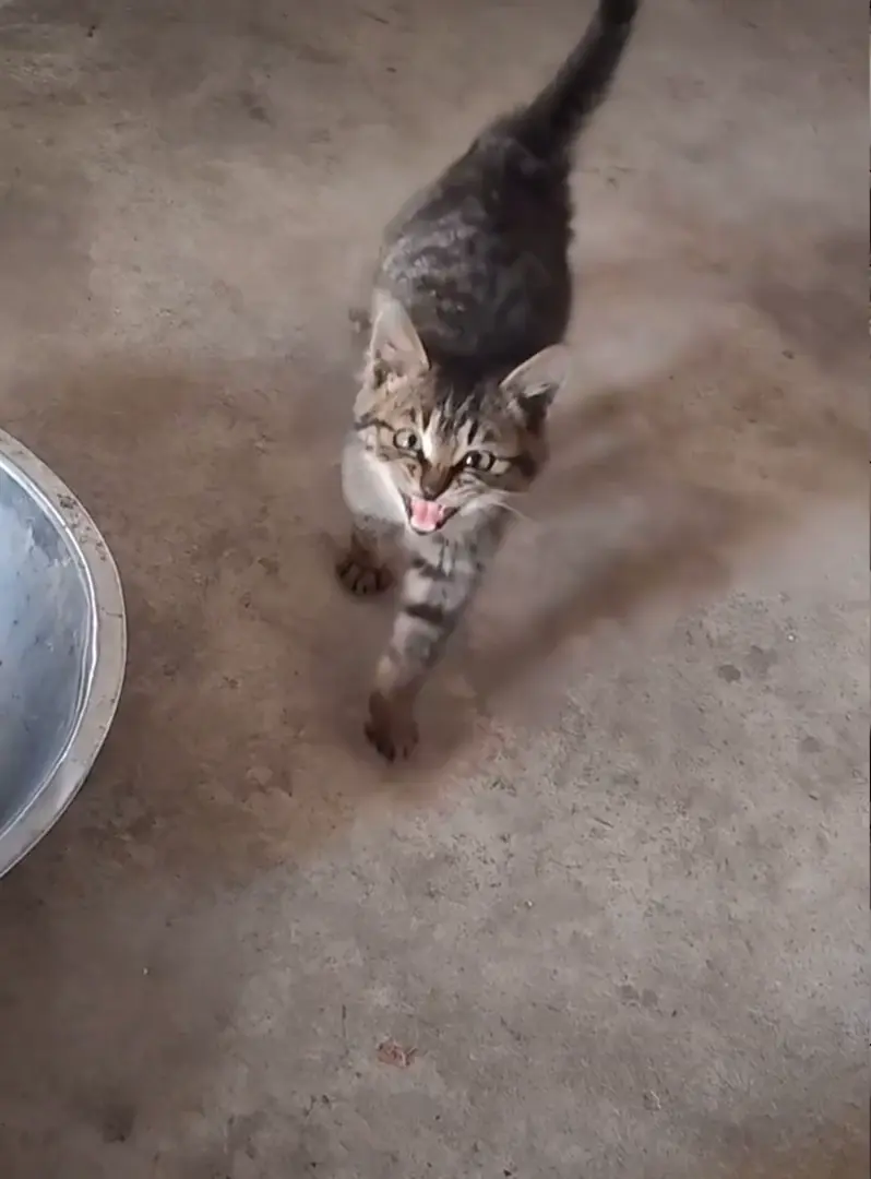 Happy Taps | Scrolller