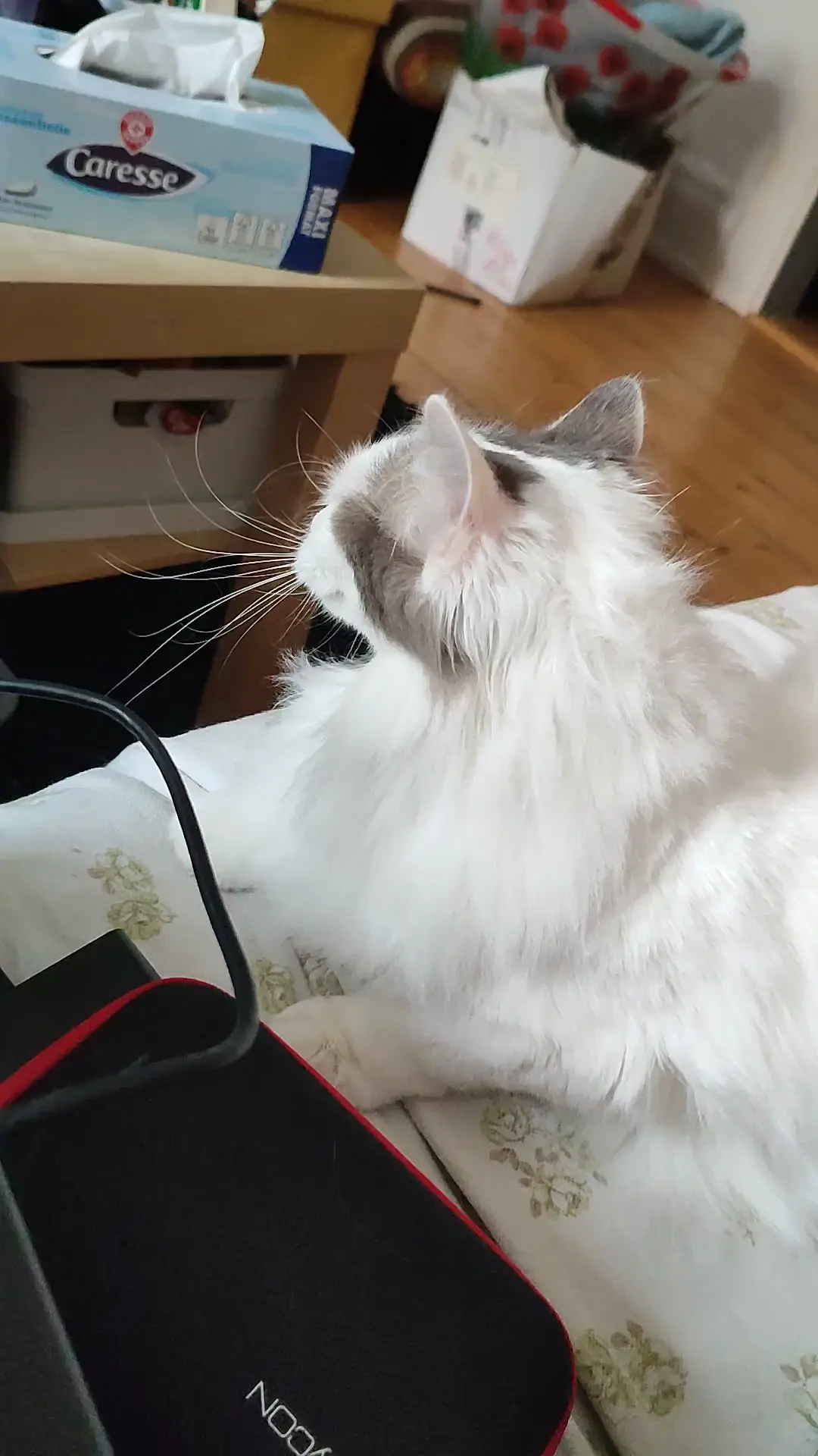 Hard brushy-brushy for the princess's shedding coat | Scrolller