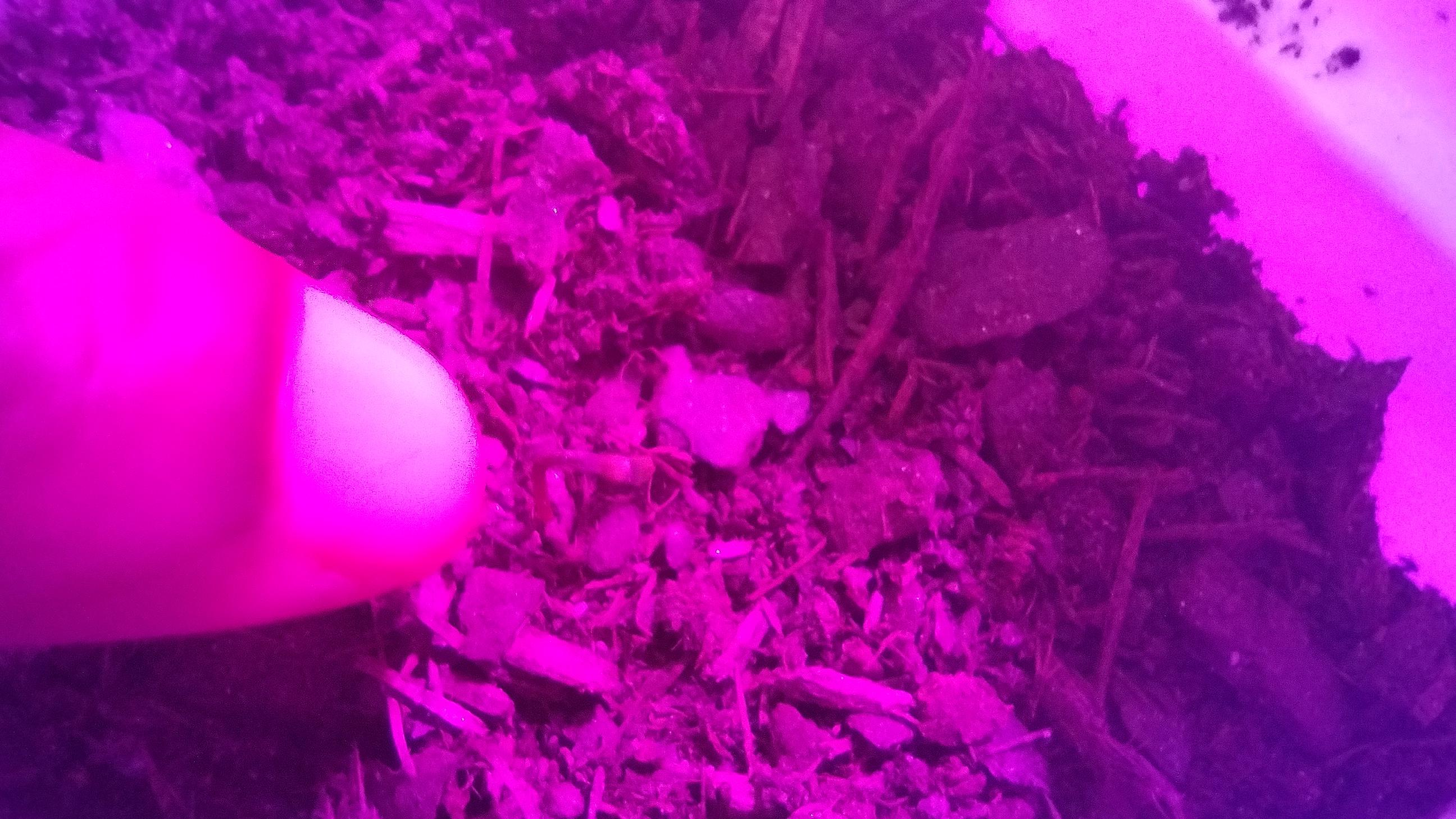 Has anyone had success growing extremely tiny Seeds? | Scrolller