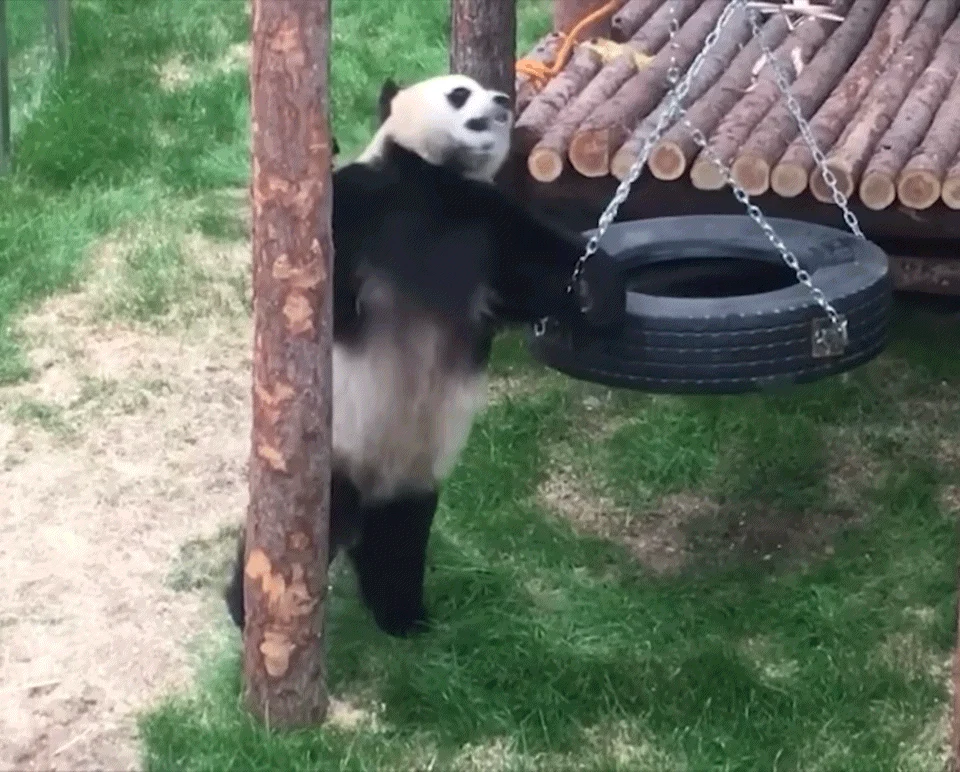 have a dose of silly panda today | Scrolller