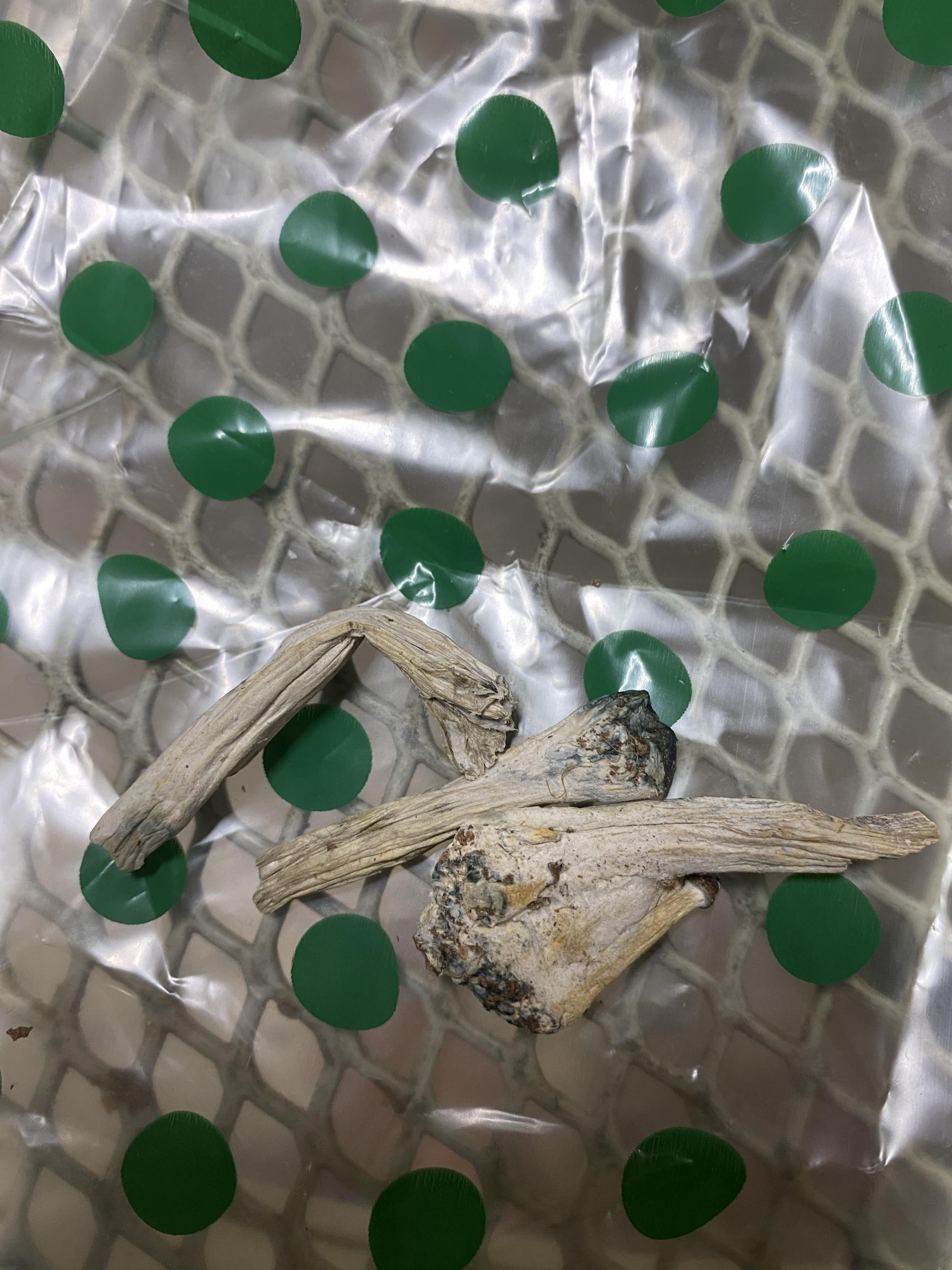 Are these shrooms moldy/safe2use? | Scrolller