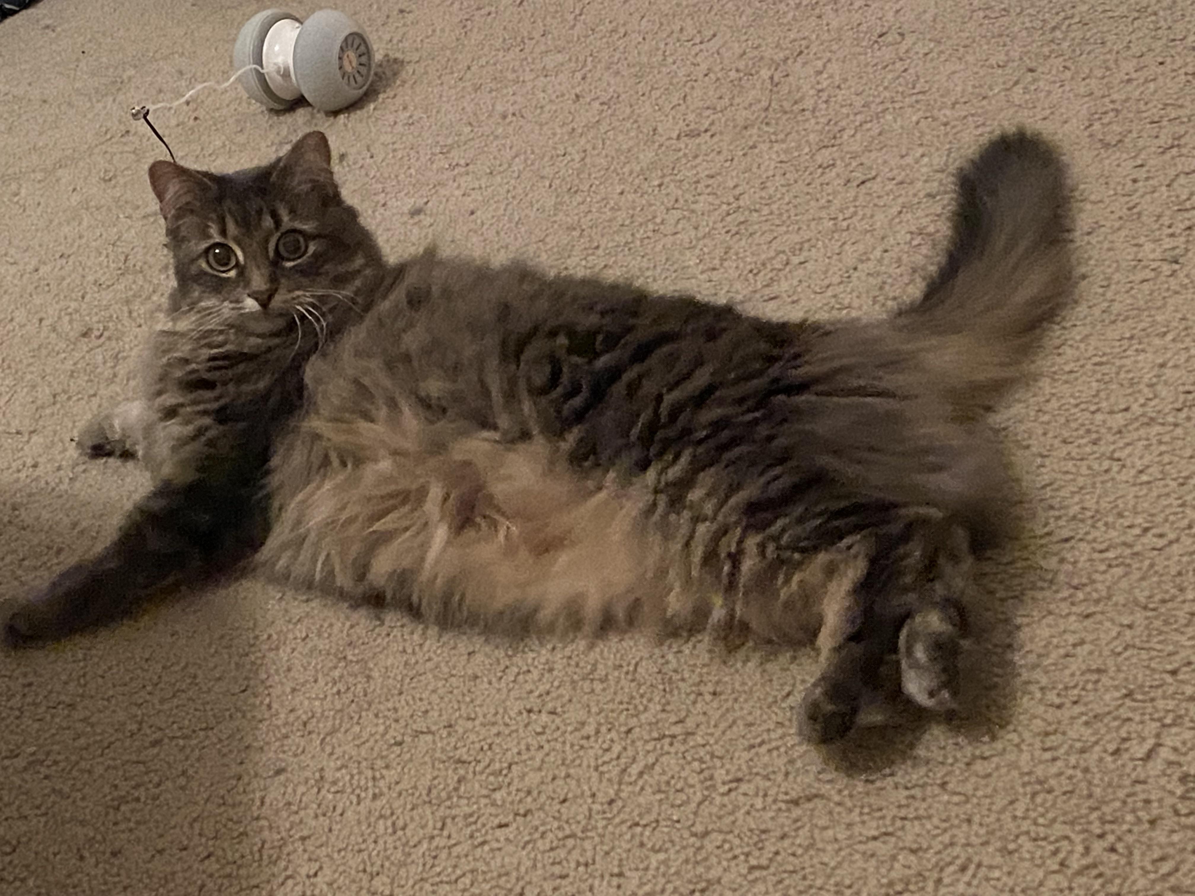 Xtra Fluffy Scrolller