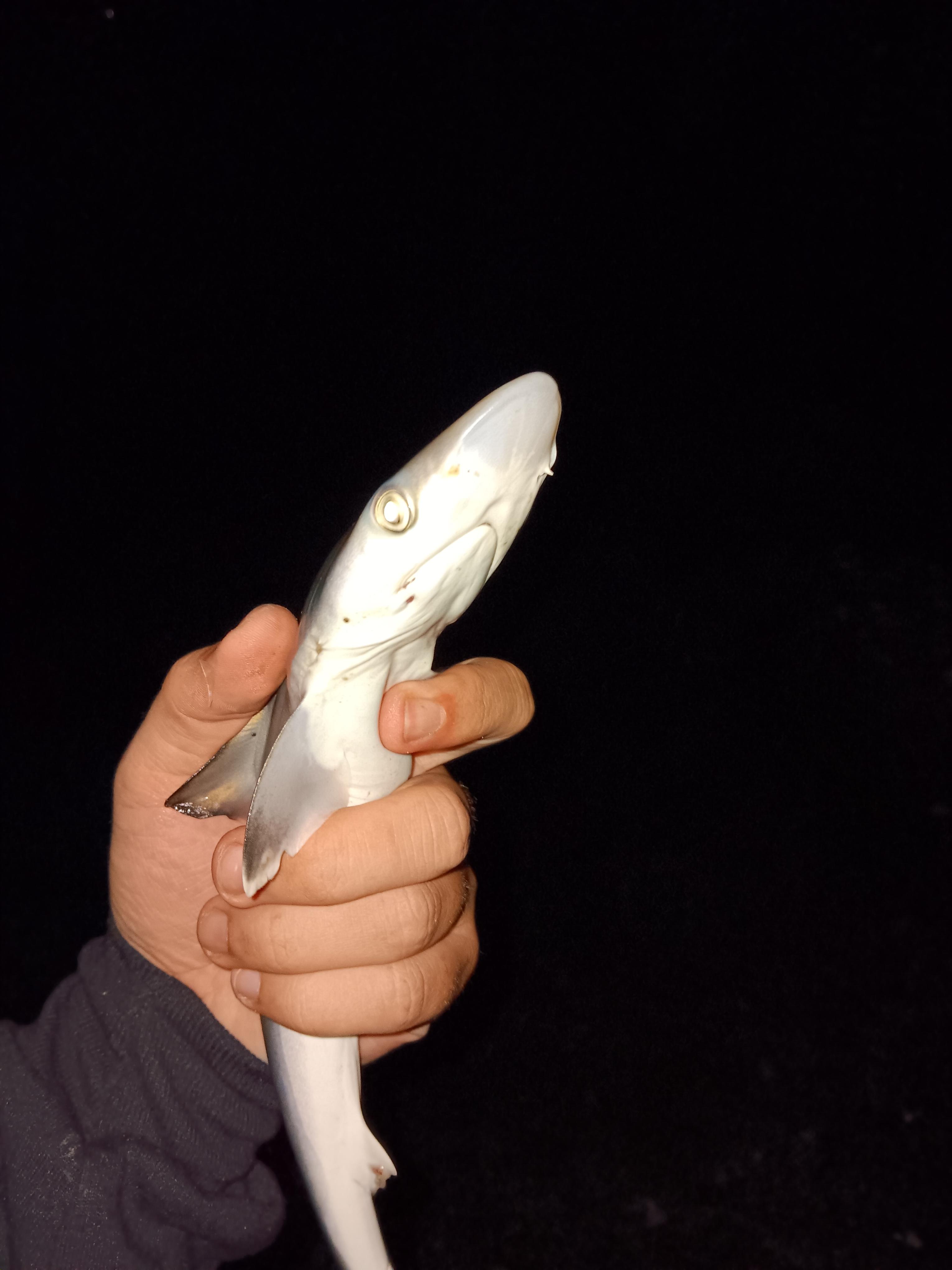 Can anyone Identify this Shark? | Scrolller