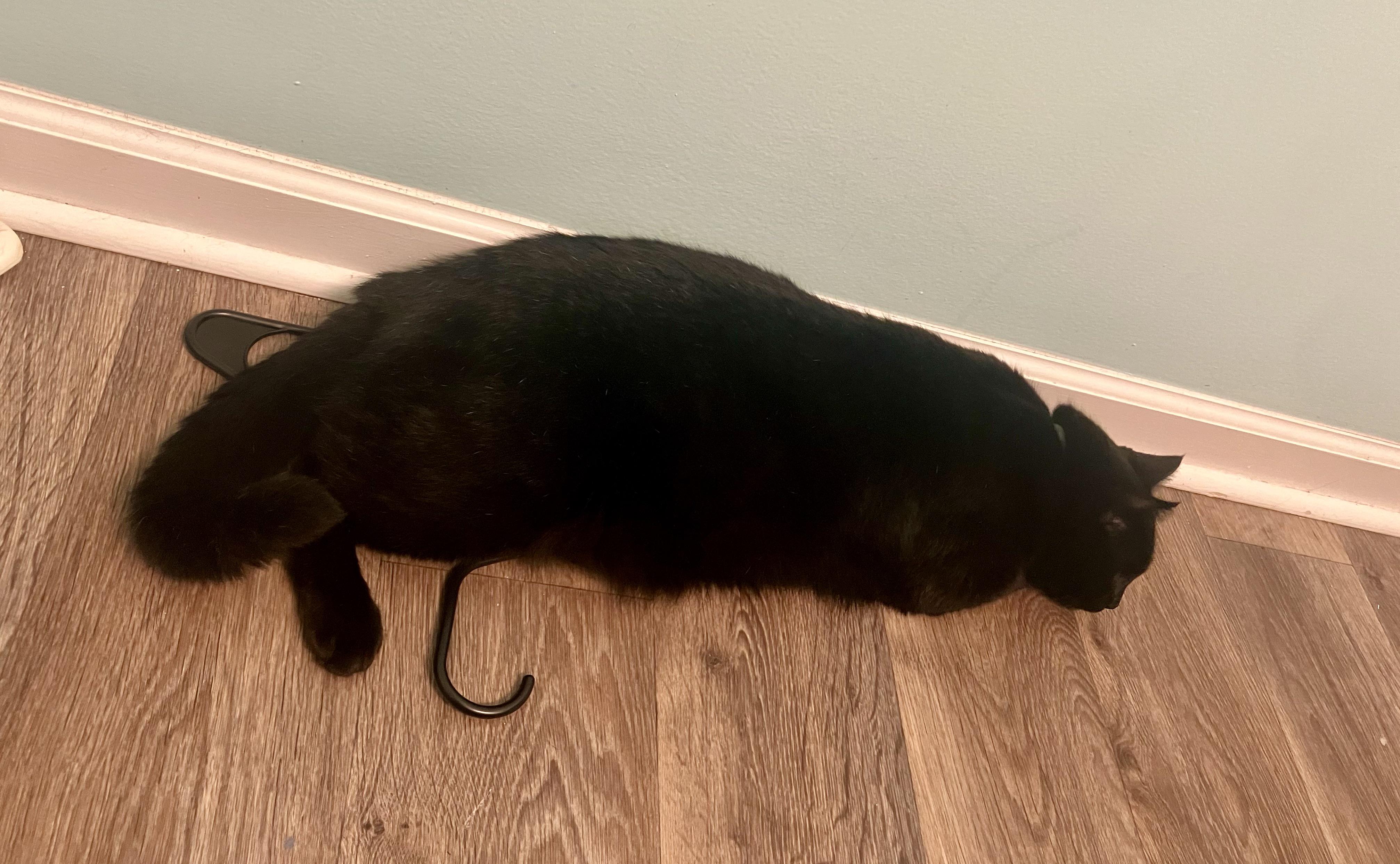 He’s got to lay on SOMETHING! Yea, that’s a clothes hanger. | Scrolller