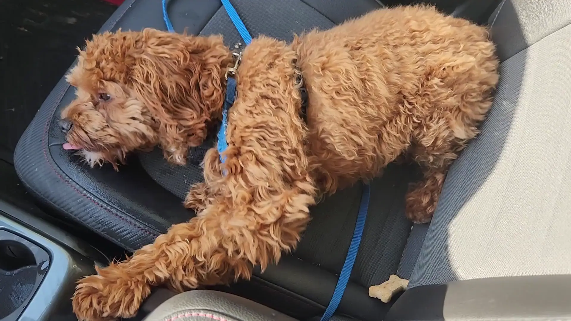 Heavy panting normal? | Scrolller