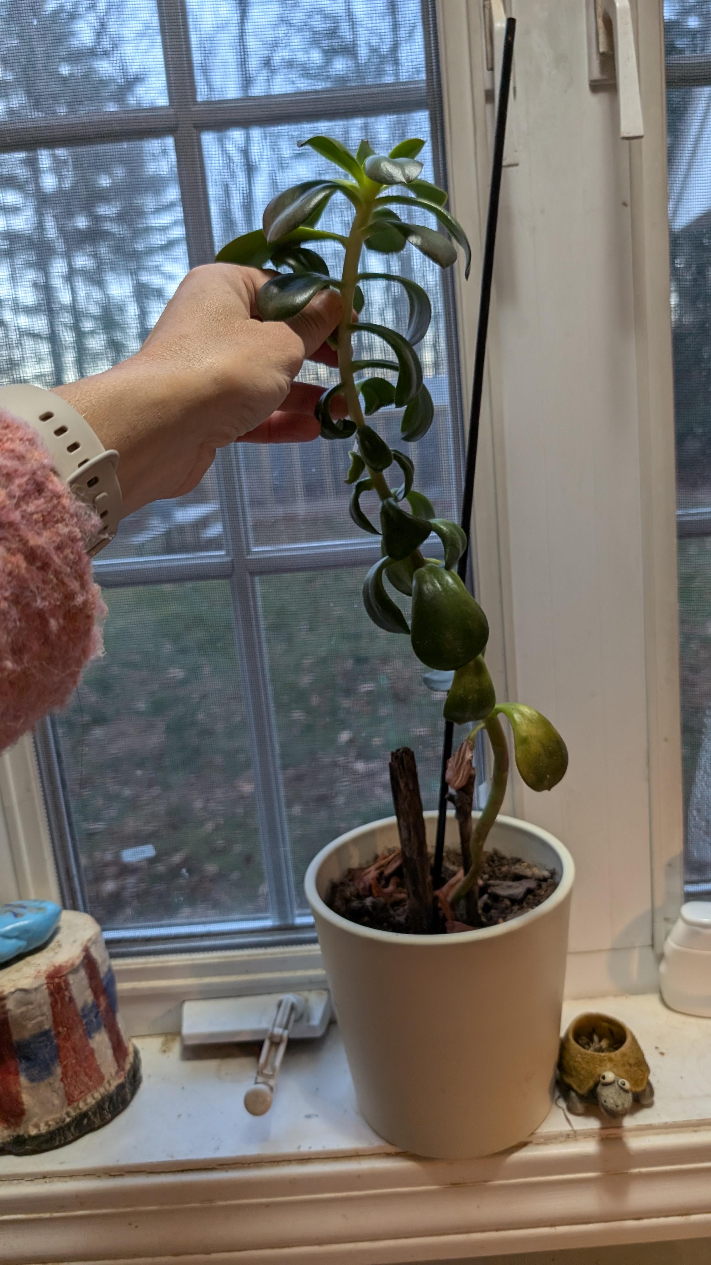 Help! Cluelessal about plants | Scrolller