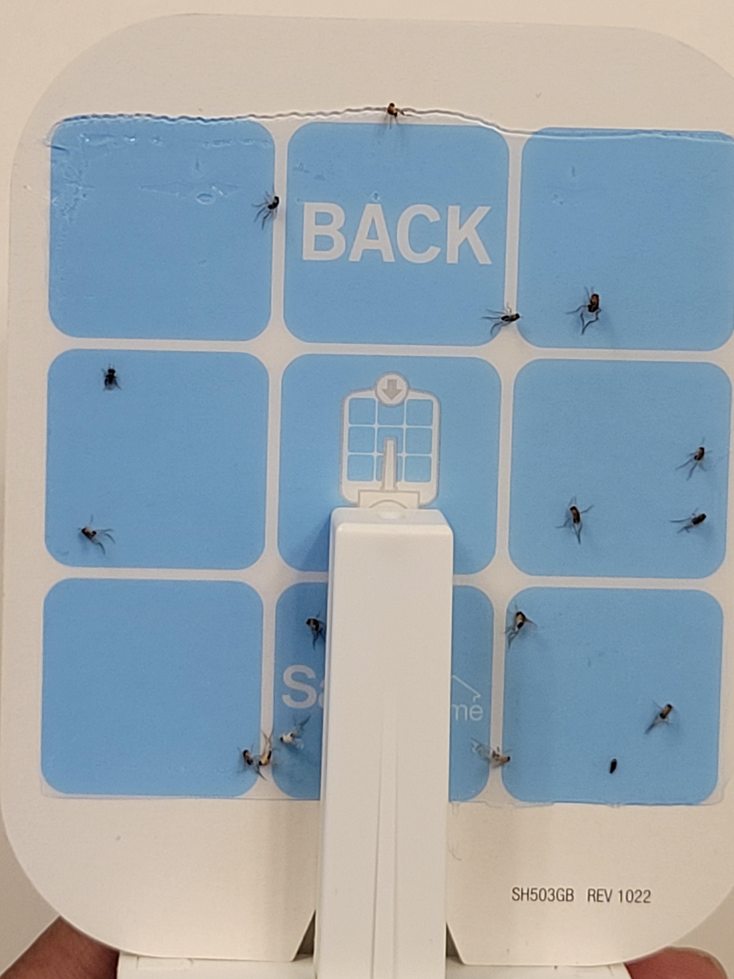 Help identify types of bugs/gnats | Scrolller