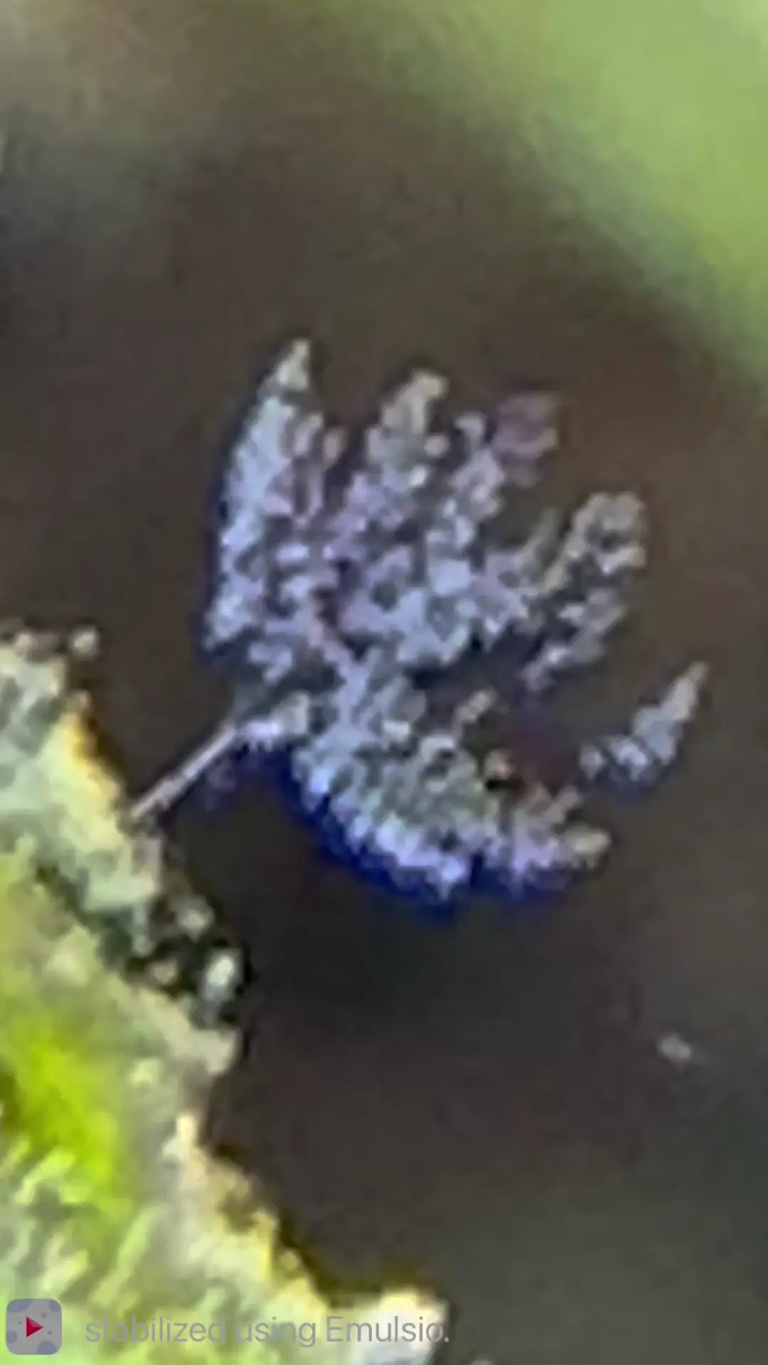 Help identifying aquarium creature | Scrolller