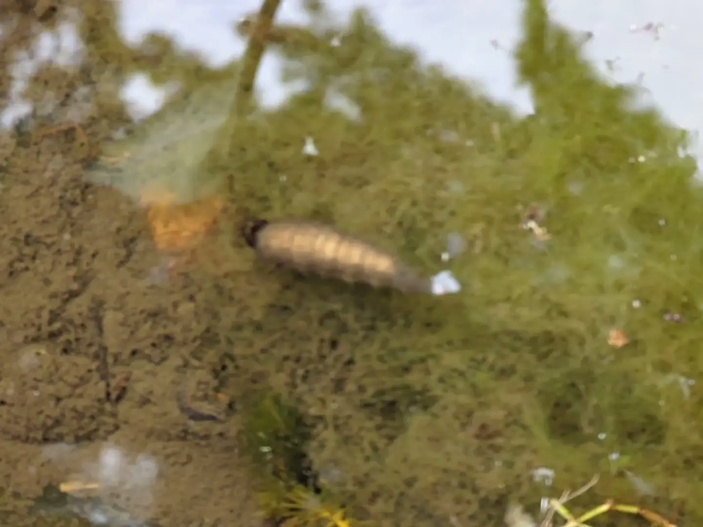 Help identifying this creature please | Scrolller