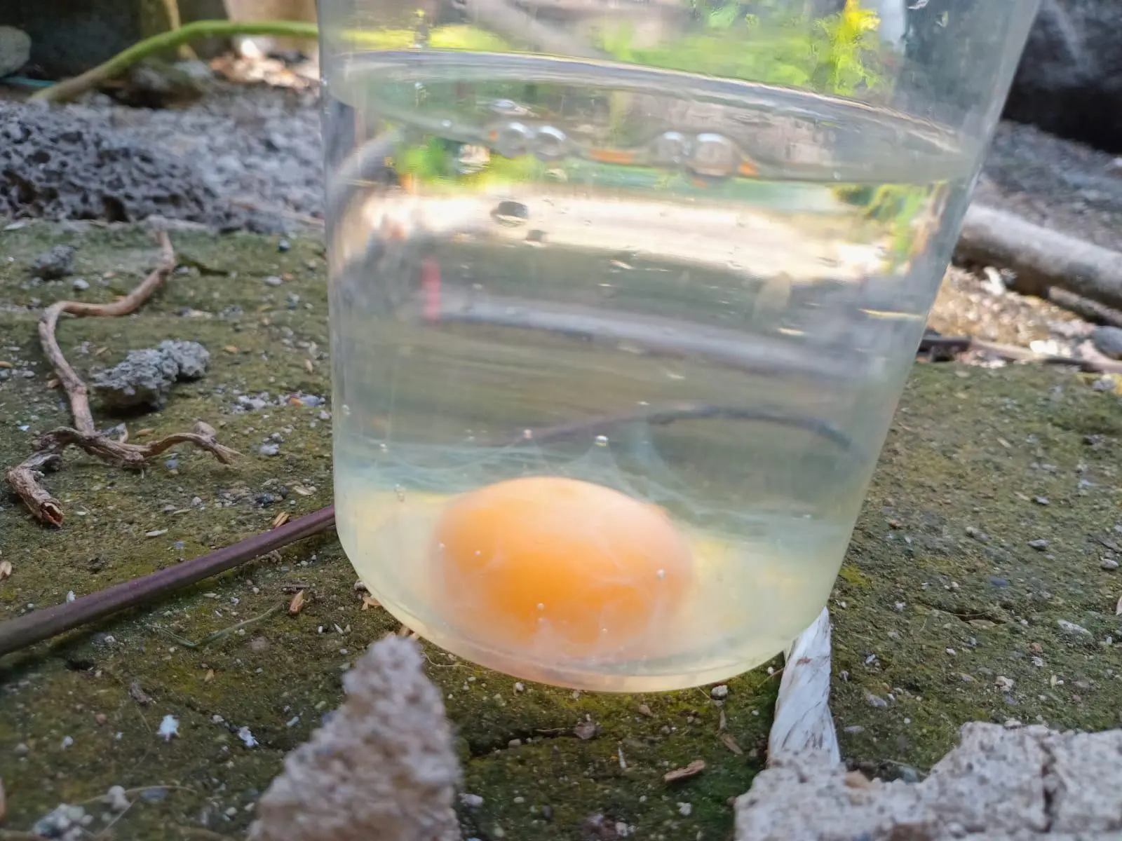 Help Interpreting this egg cleanse | Scrolller