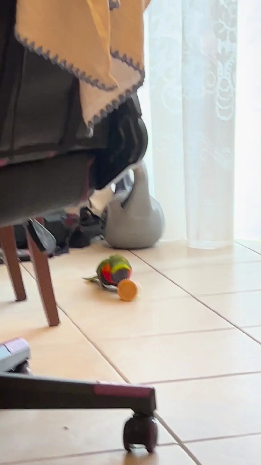 Help! Kiwi entered into an infinity loop 🤣 | Scrolller