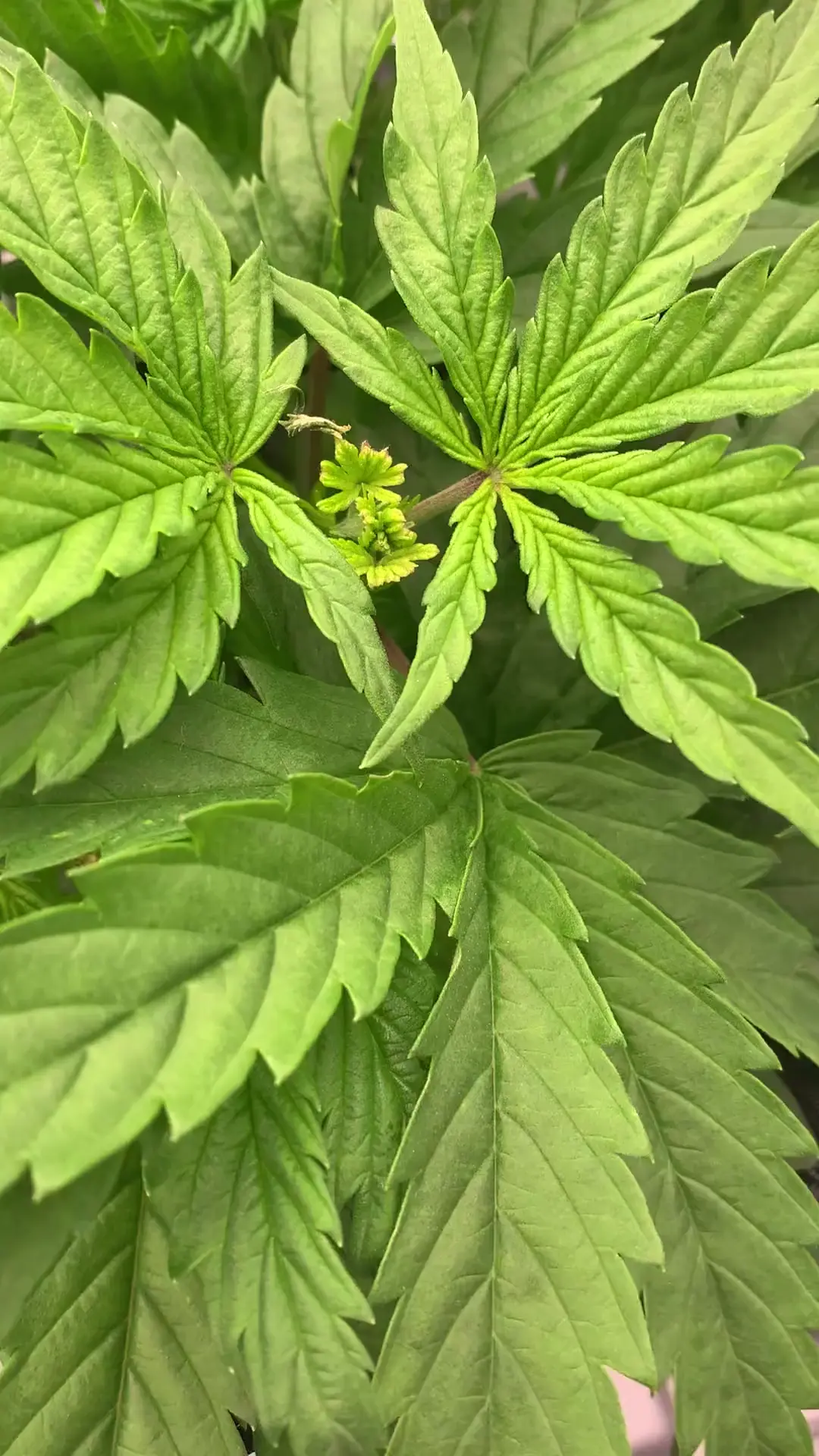 Help needed | Scrolller