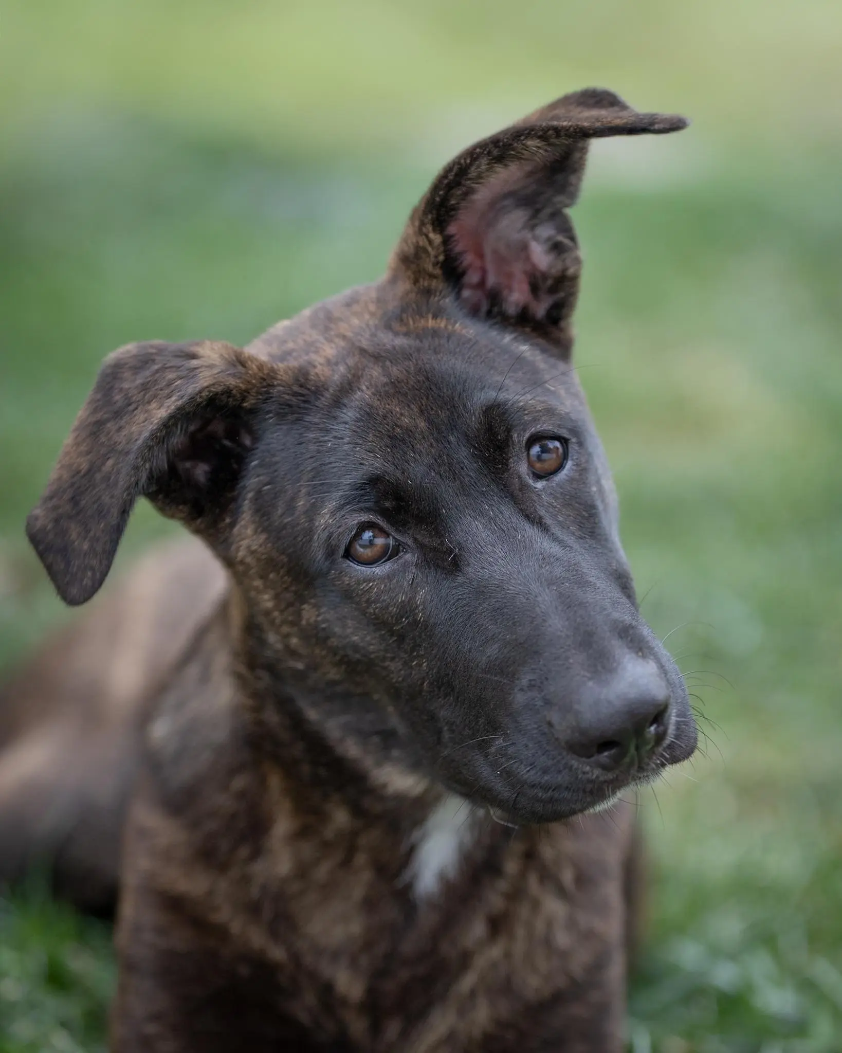 Help Needed: Dog Foster | Scrolller