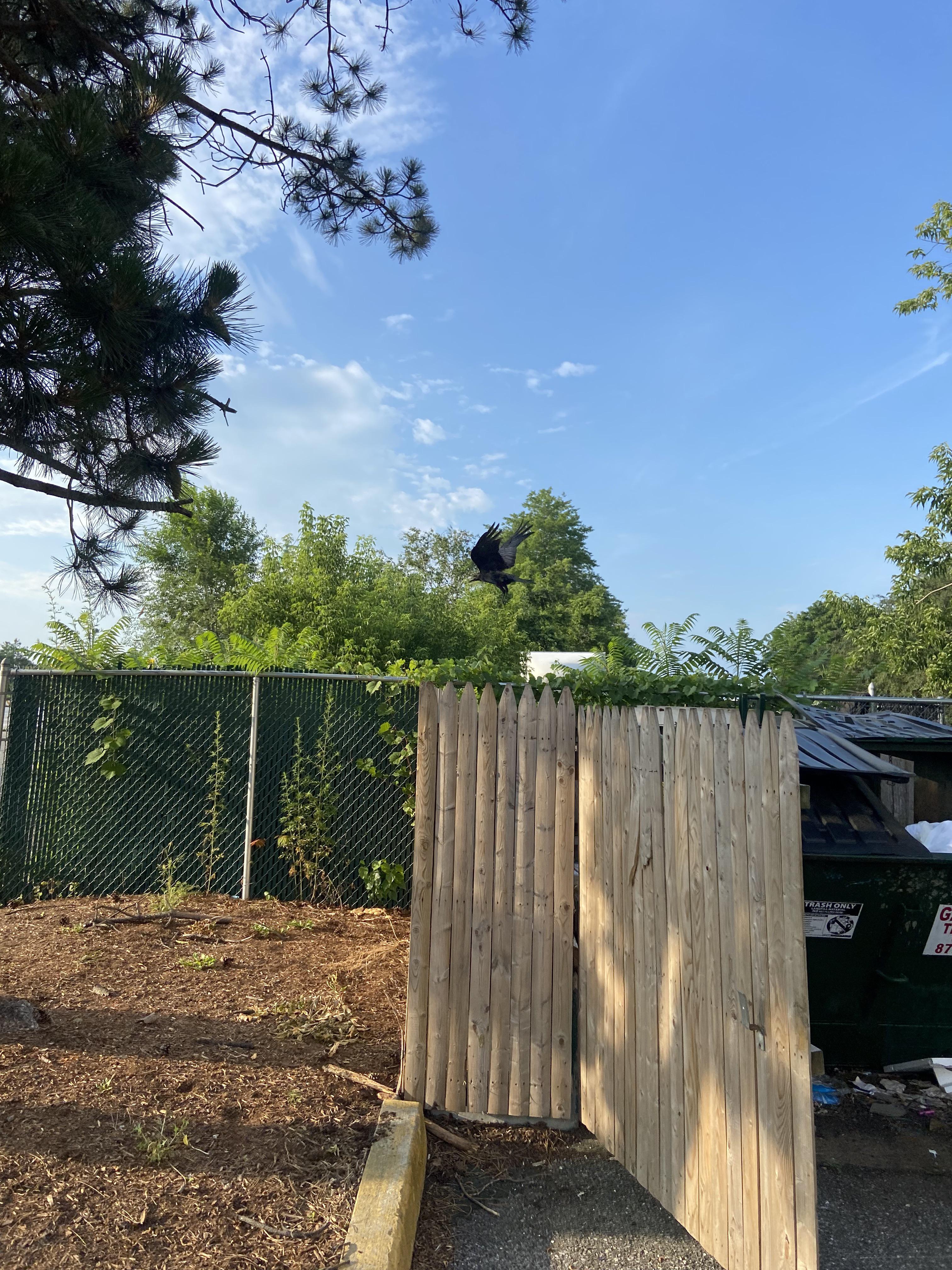 Help w Identification | Scrolller