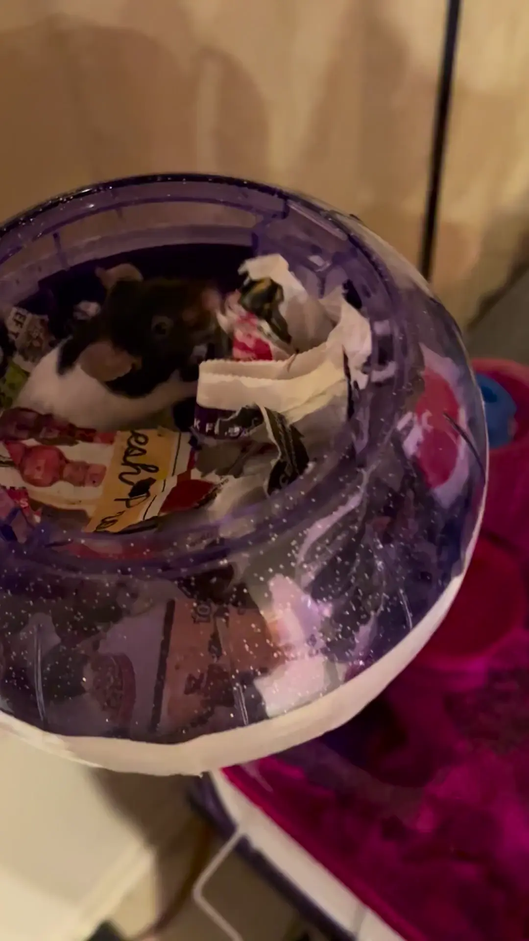 Helping Maisie Clean Her cage | Scrolller