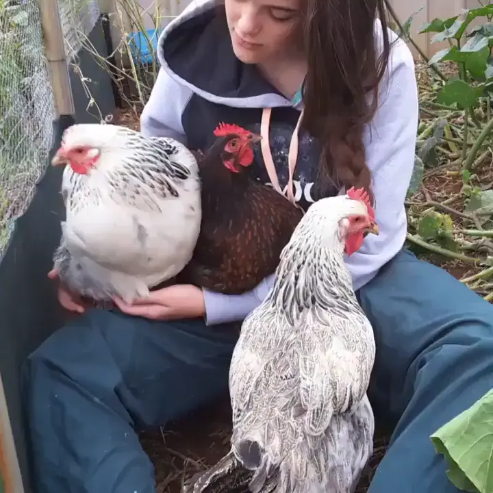 Hens like lap | Scrolller