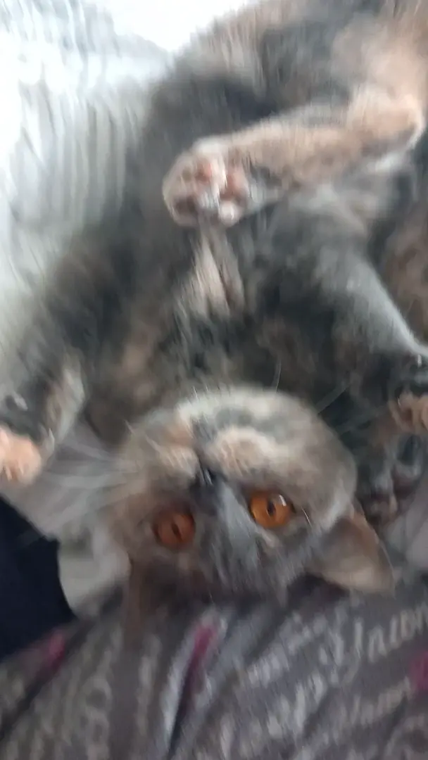 Her bellie and beans | Scrolller