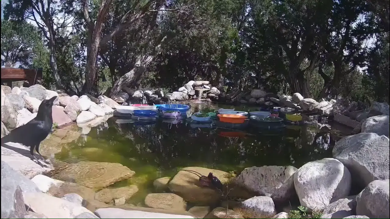 Here are some recent clips of critters at our pond. | Scrolller