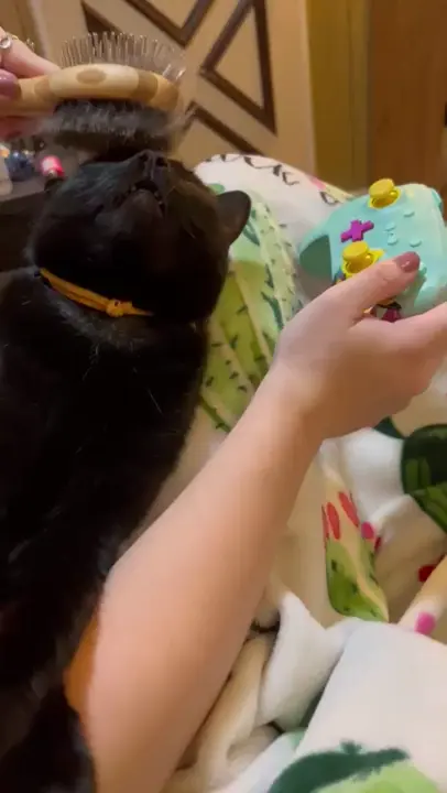 Hers loves the brushy | Scrolller