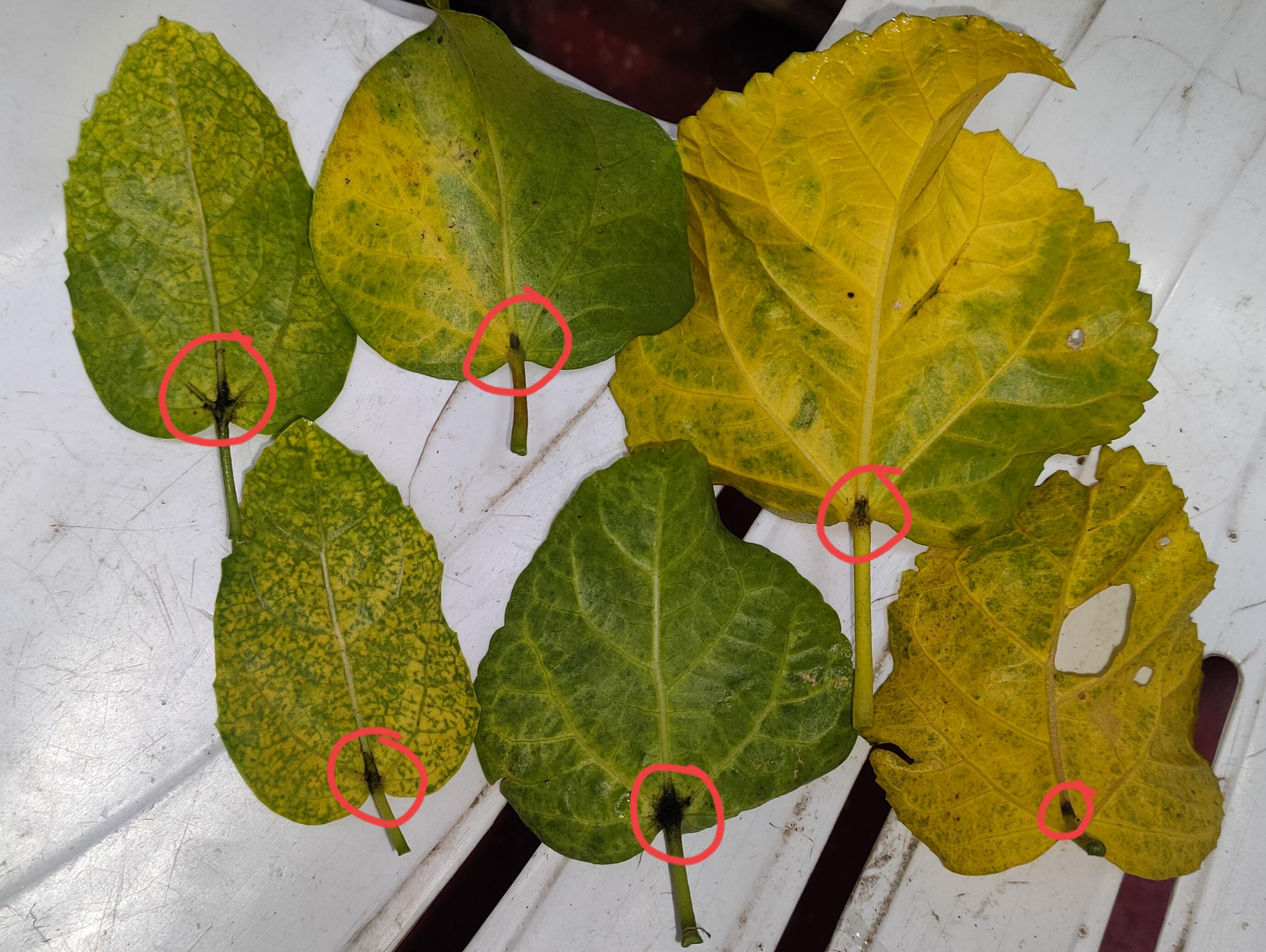Hibiscus Leaves Yellowing | Scrolller
