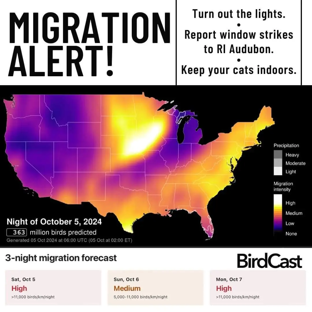 High bird migration over the next three days | Scrolller