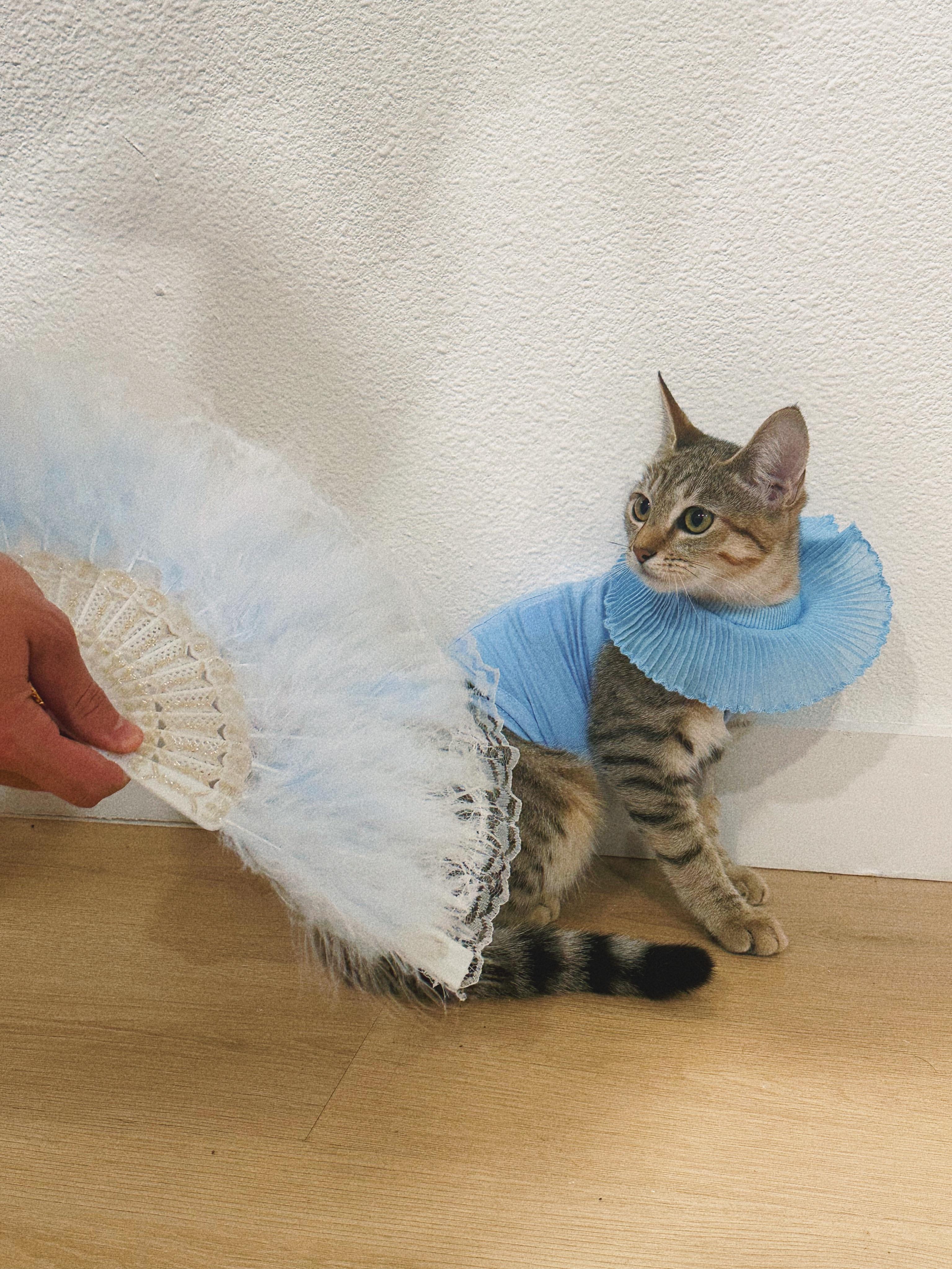 Meet Mabel! | Scrolller